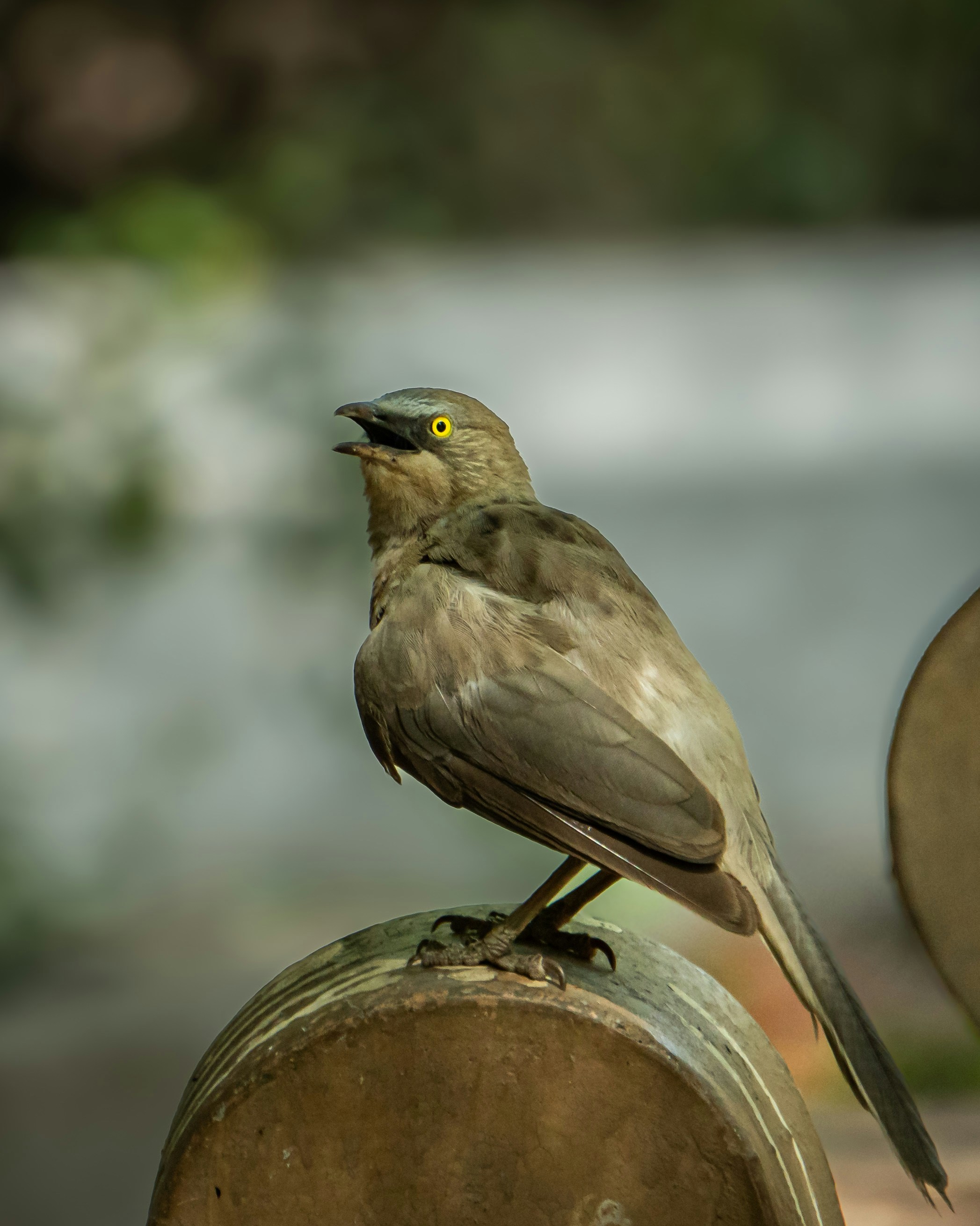Vigilant perched bird with open bill against a blurred, sunlit backdrop