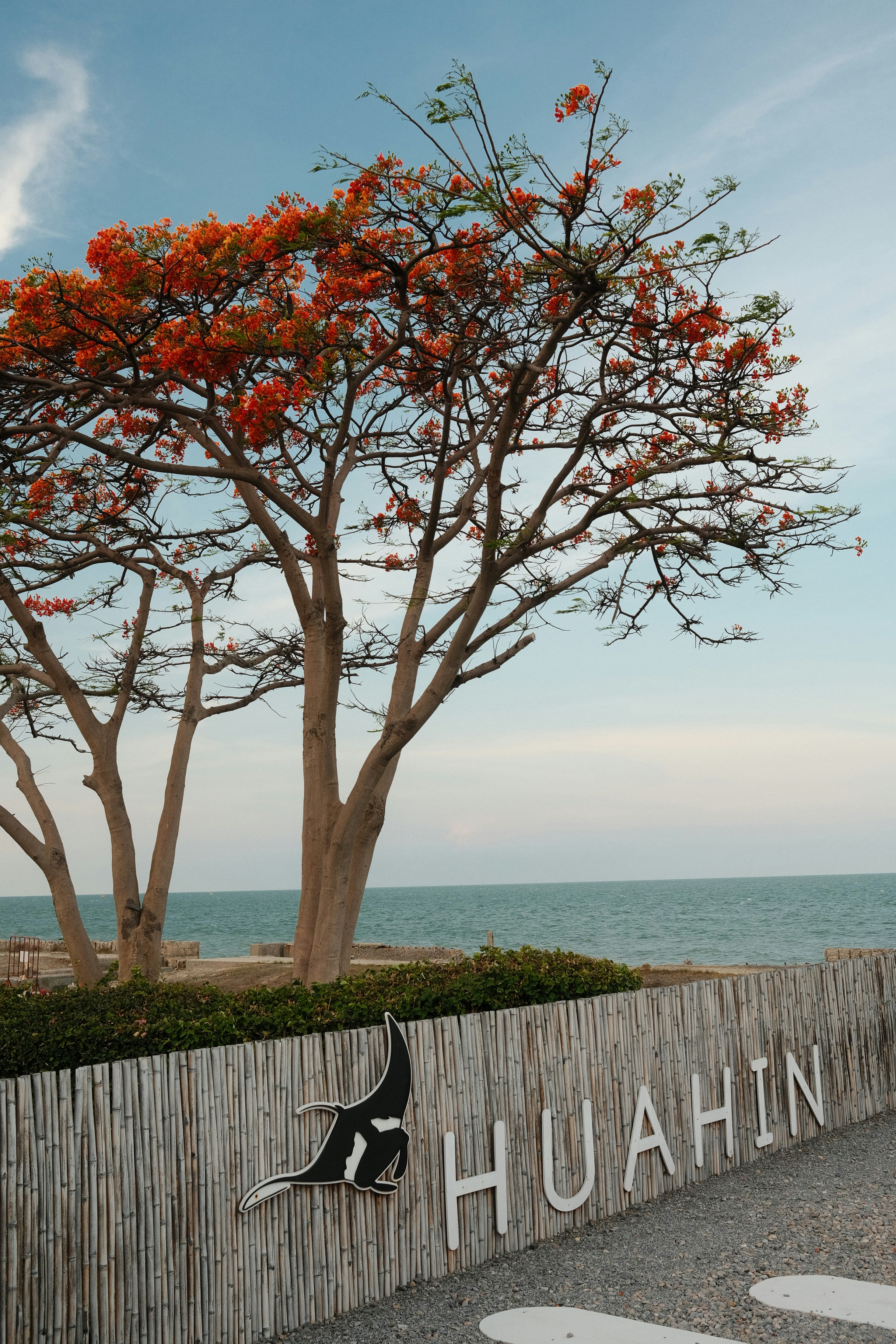 Crimson Canopy by the Sea