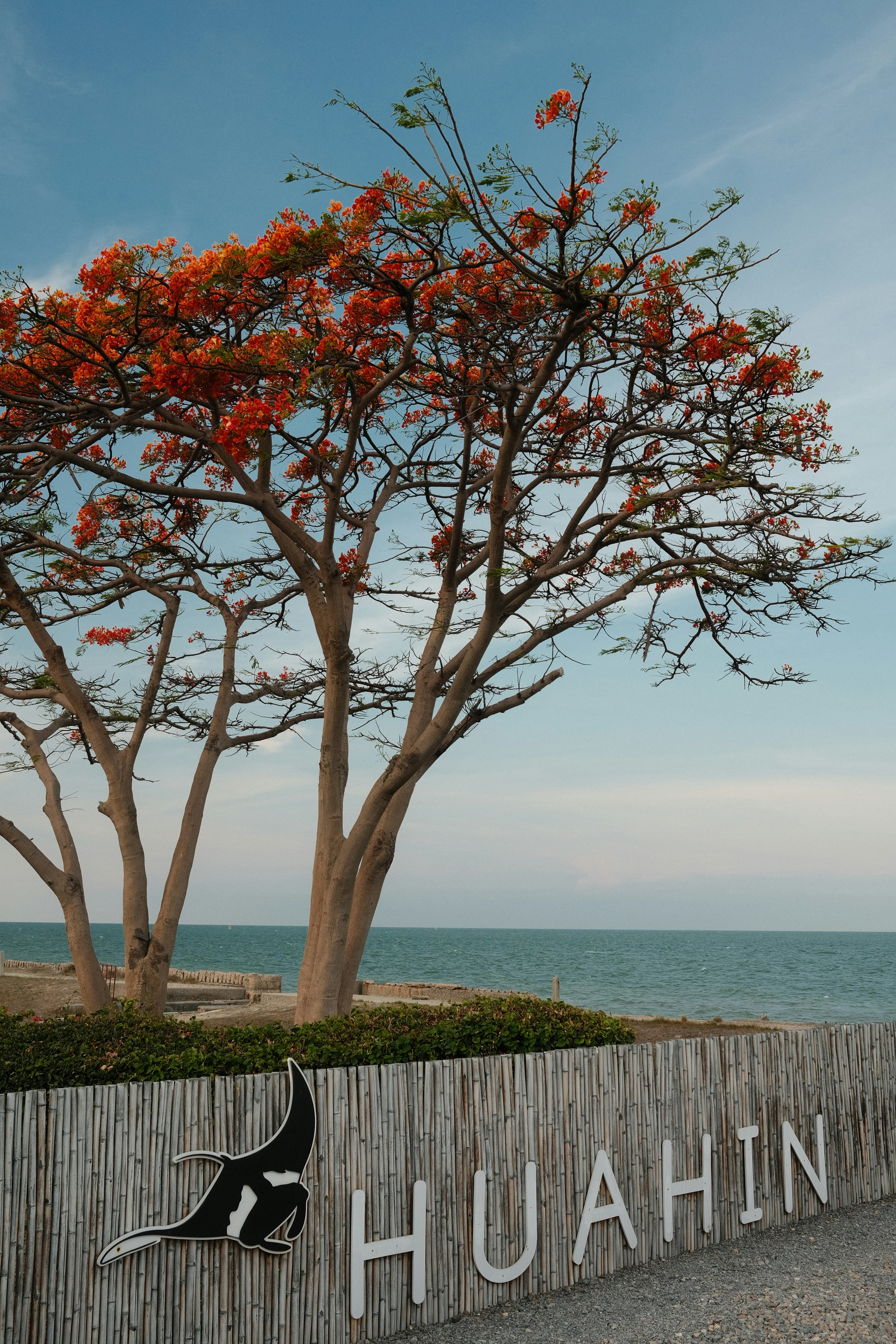 Sea Breeze Over a Blossoming Canopy at Huahin Pier