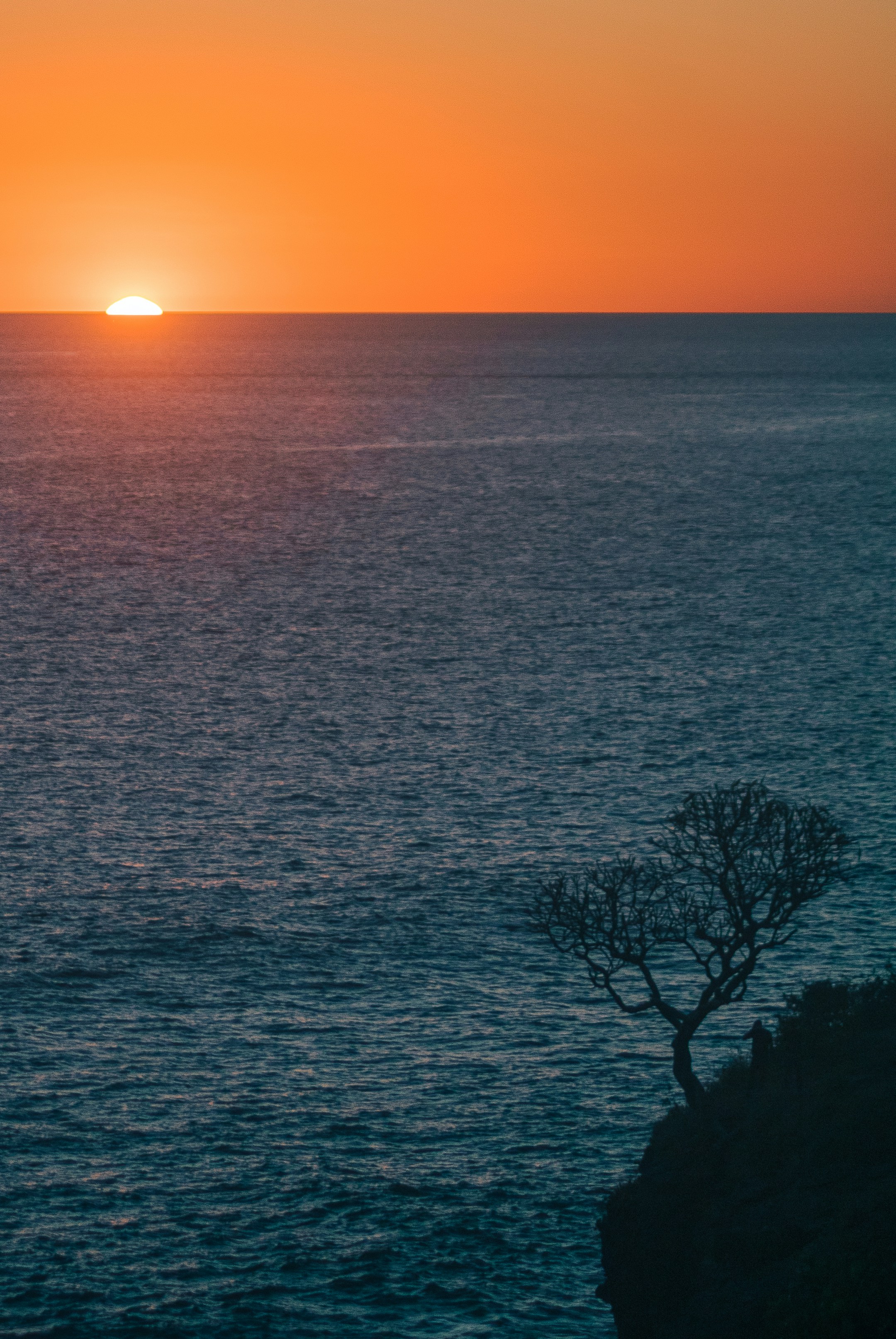Sunset on a Quiet Sea: A Lone Tree Guards the Clifftop