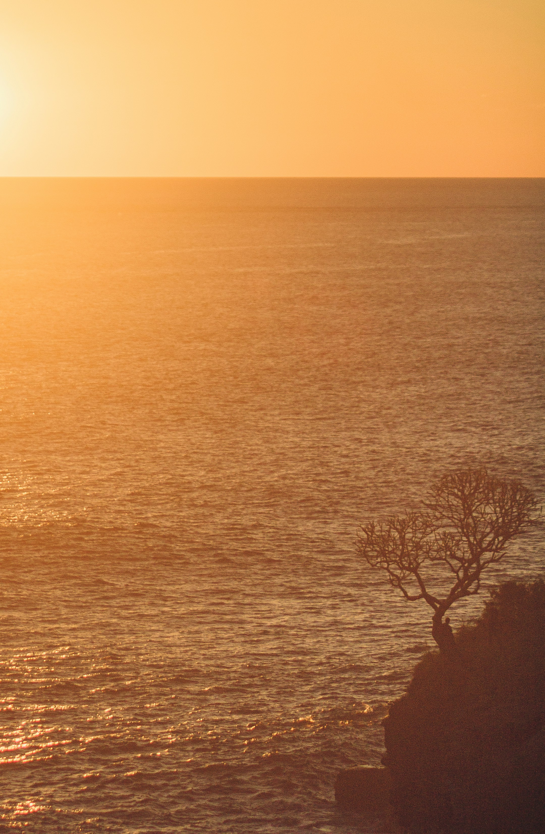 Sunset Over the Cliff: A Golden Sea & Wind-Sculpted Tree
