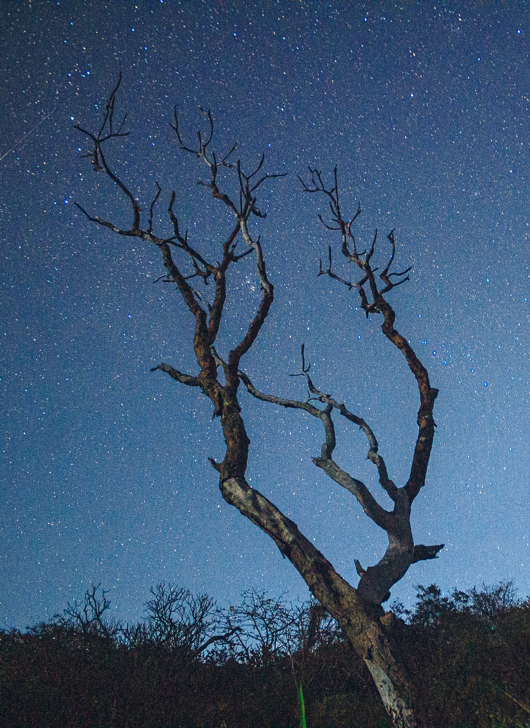 Bare Night: Star‑Pinned Tree Reaching into the Sky