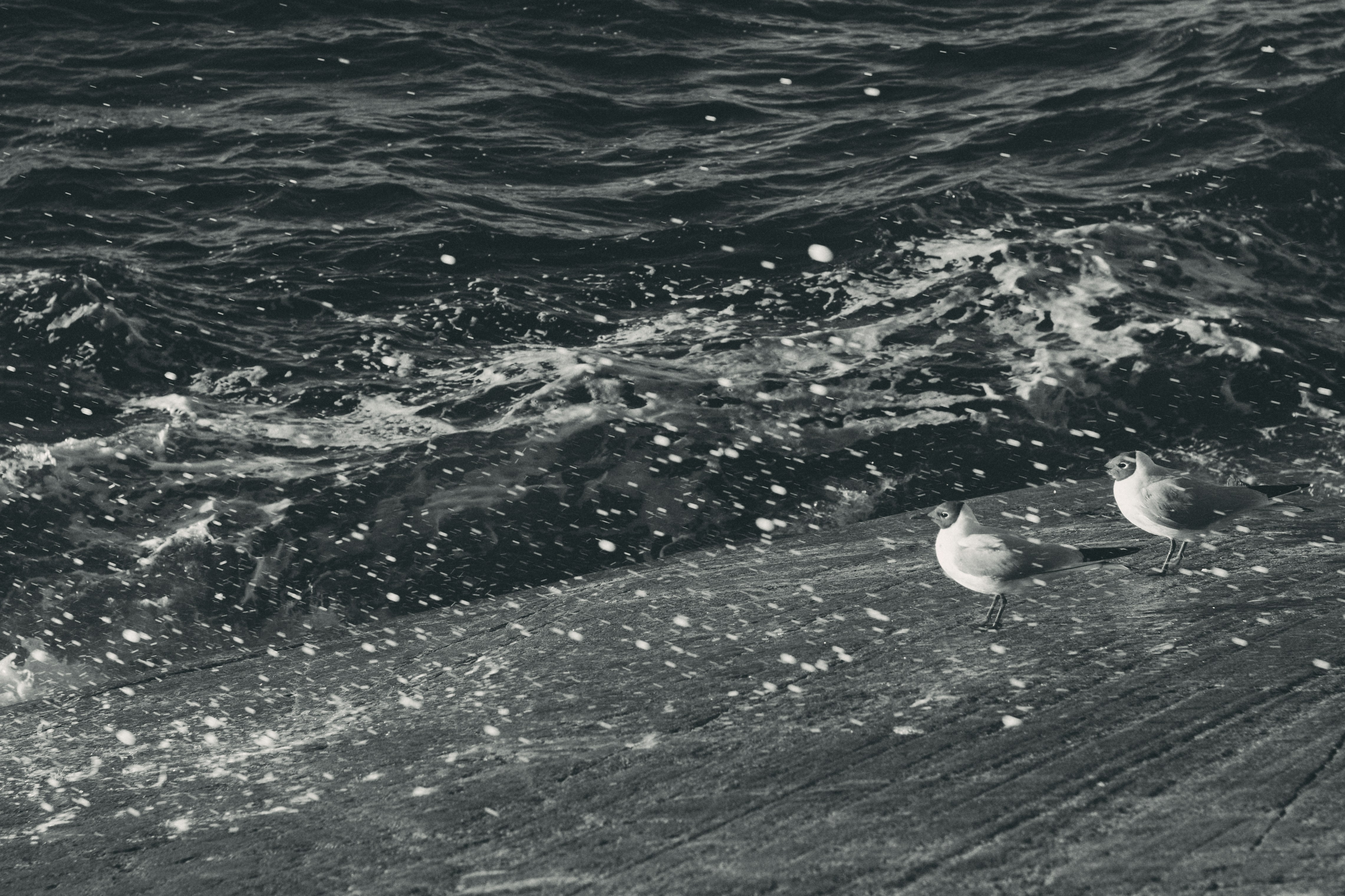 Seabird Pause at the Edge of Shoreline Shimmer