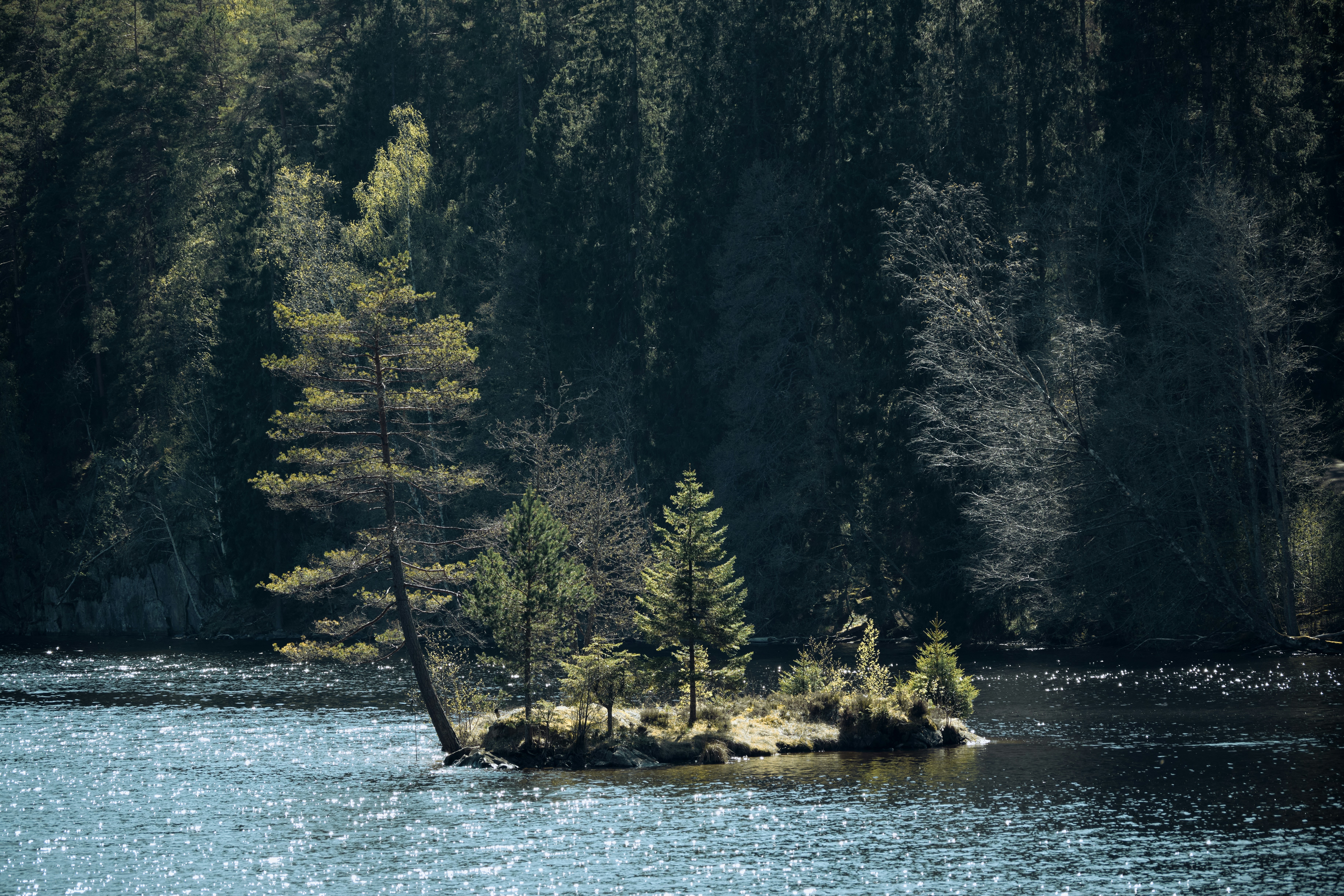 Isolated Pine on a Sunlit Lake Ridge