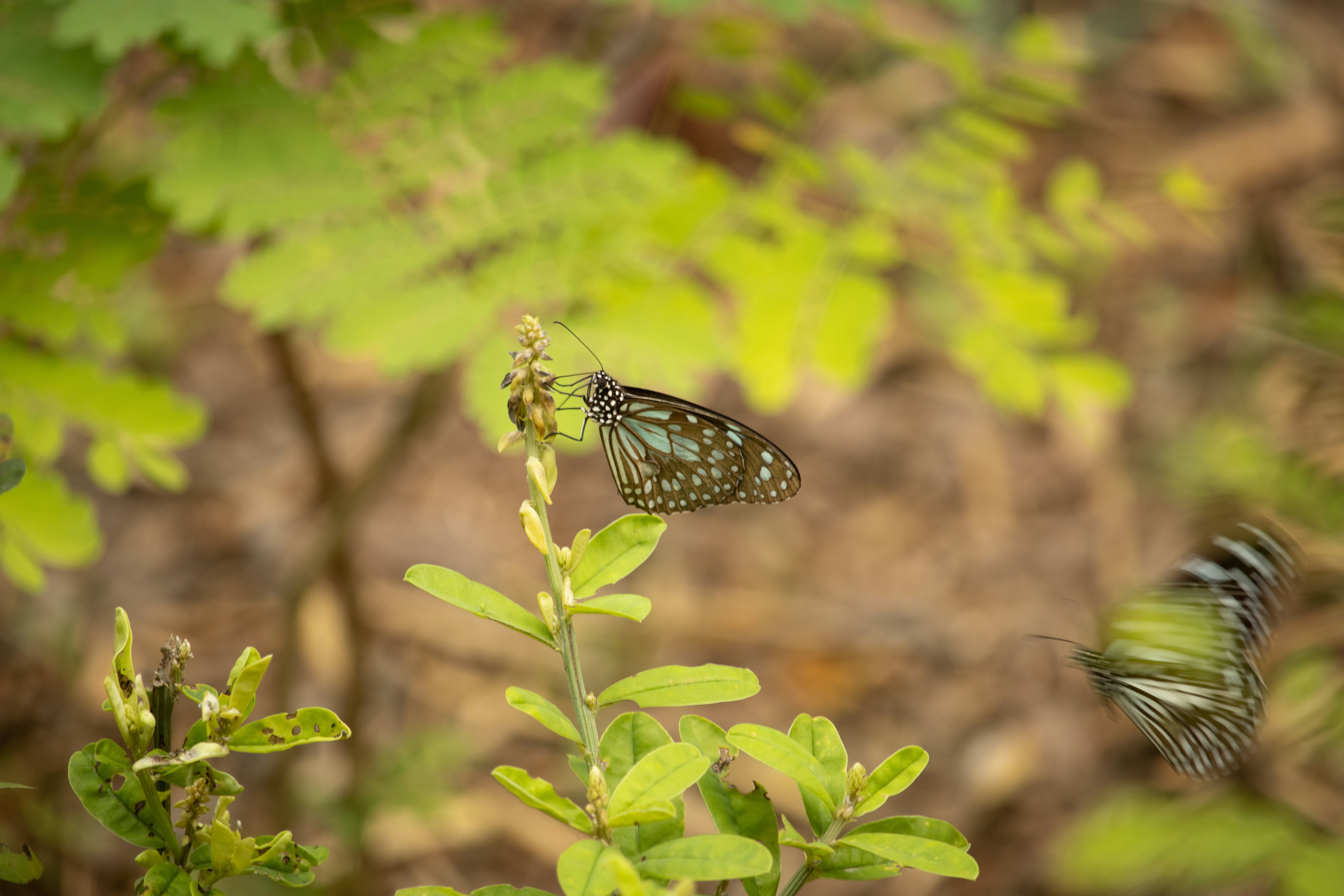Delicate Monarch in Soft Woodland Bloom