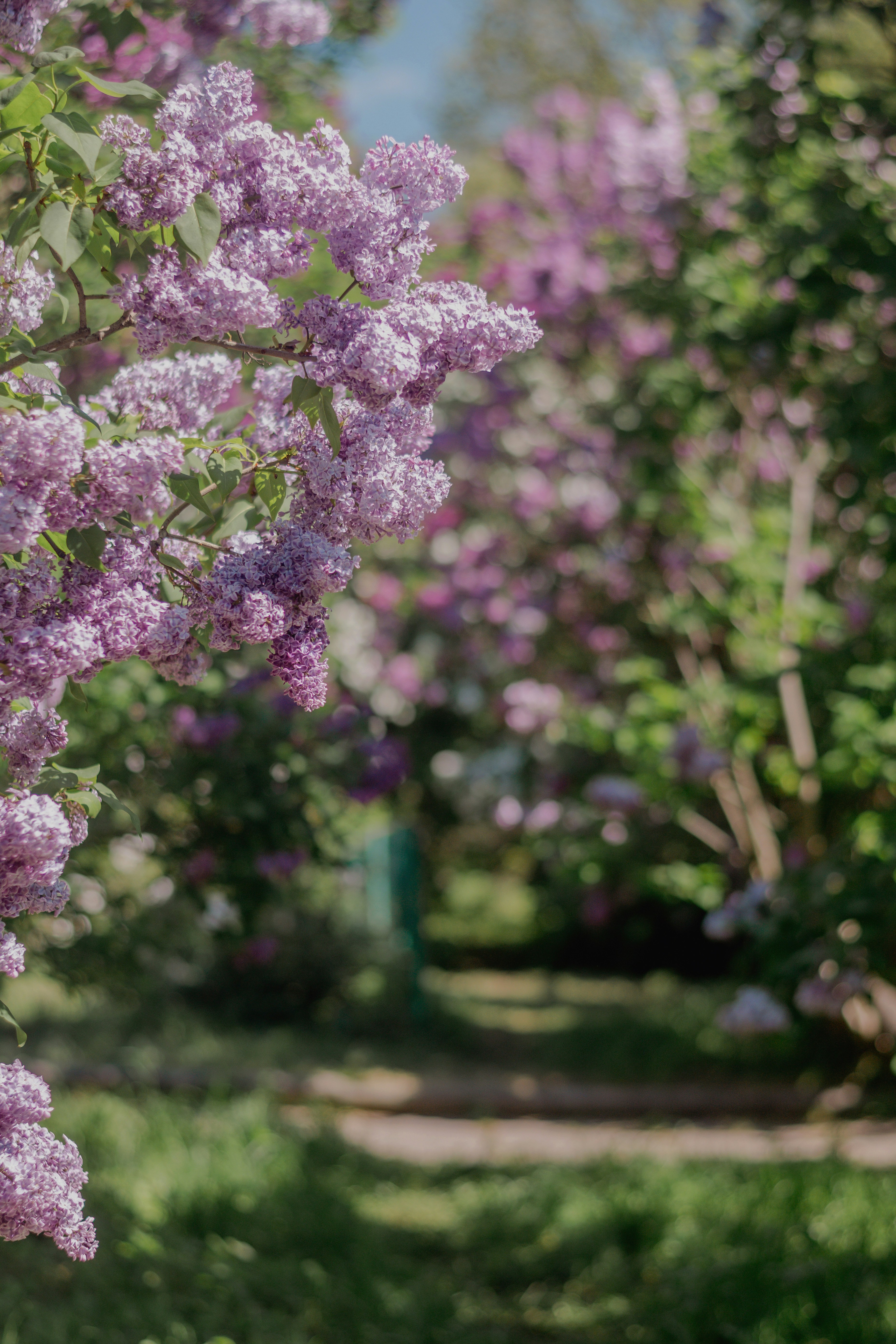 Blooming lilac bushes in a lush garden path