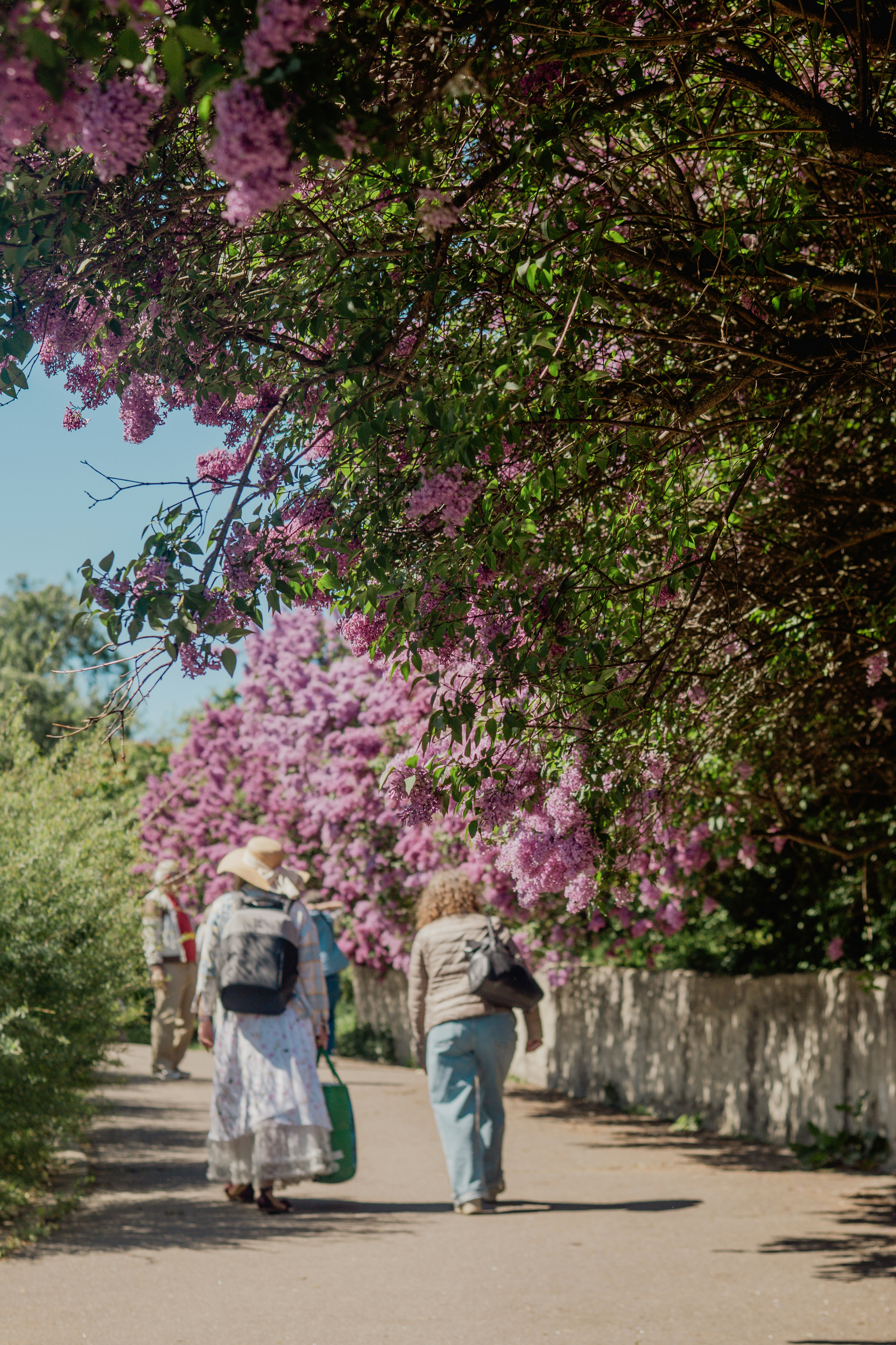 Boulevard of Blooming Canopies and Hidden Walkers