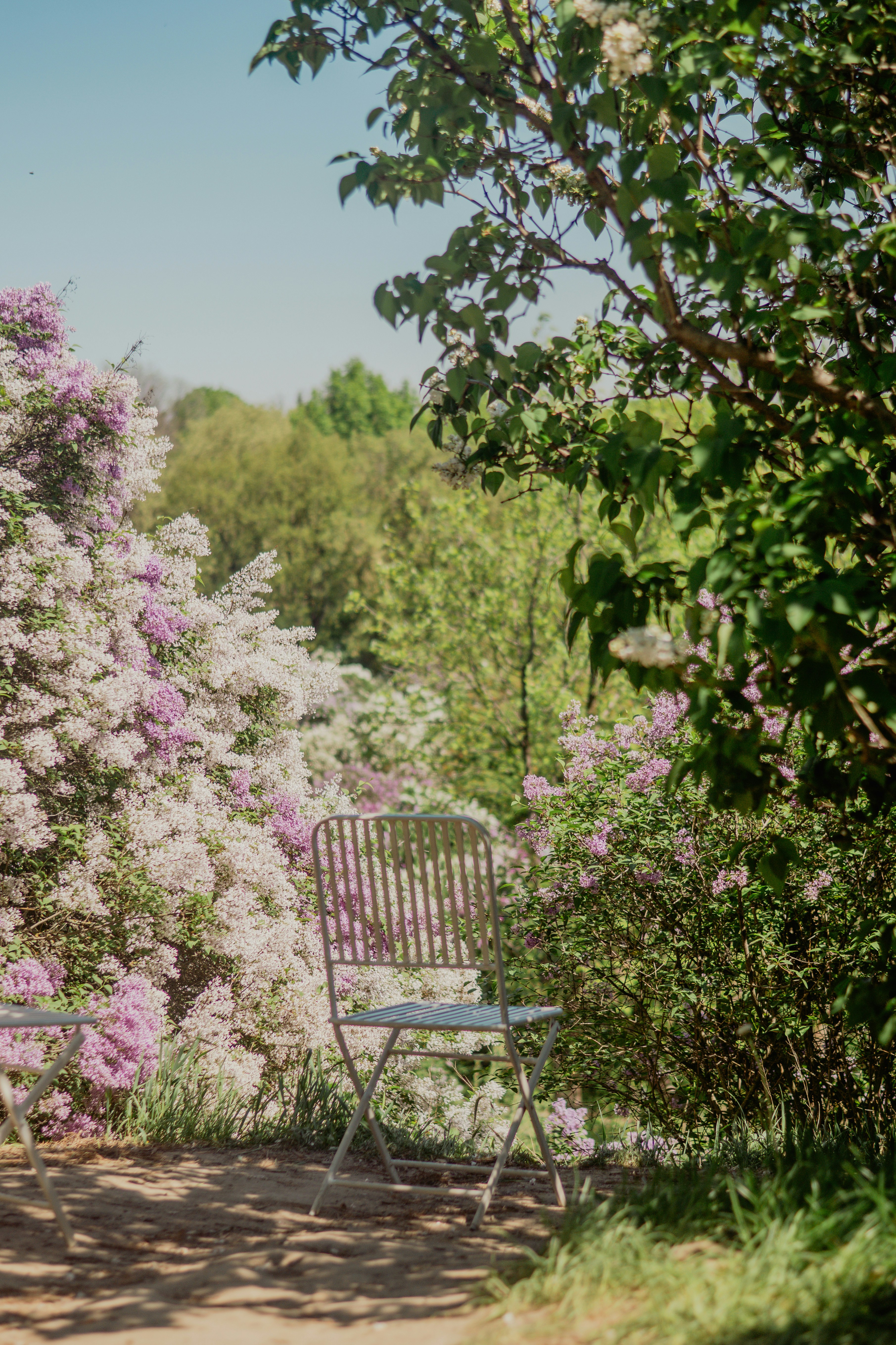 Quiet Garden Corner with Pink Smokeflower in Afternoon Light