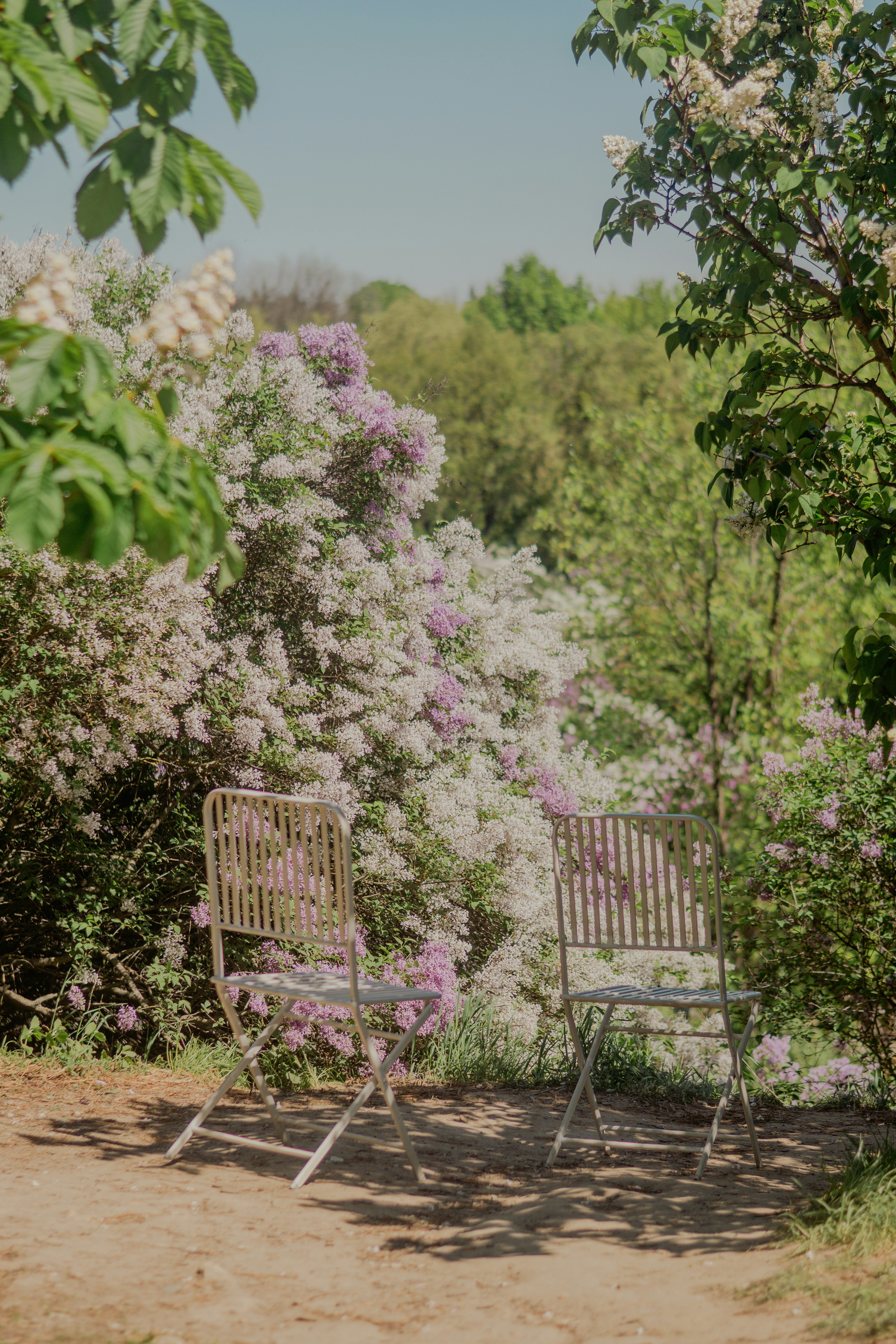 Two Weathered Chairs Rest Under Blooming Hydrangeas in a Sunlit Garden