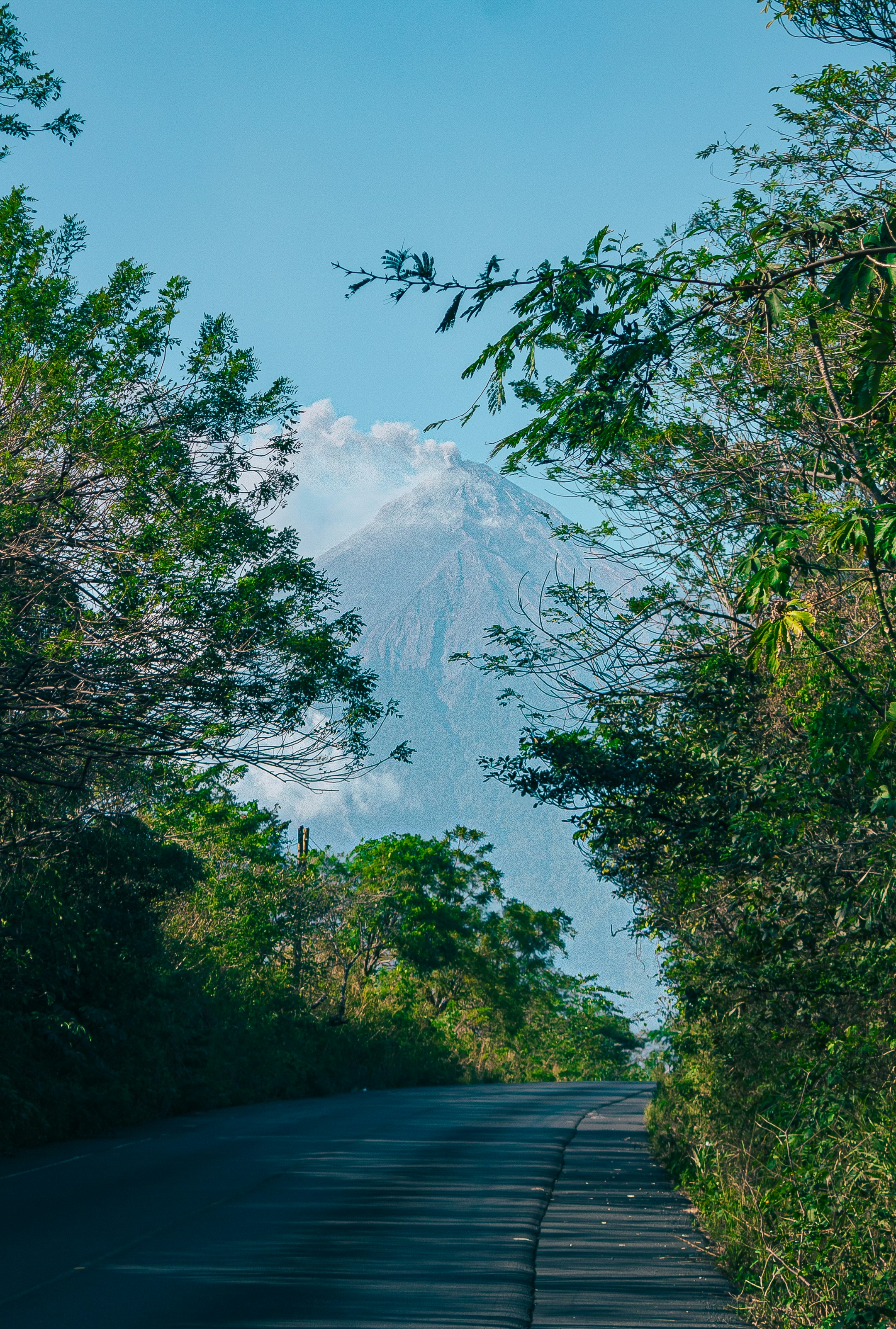 Majestic Mountain Road Framed by Green Canopy