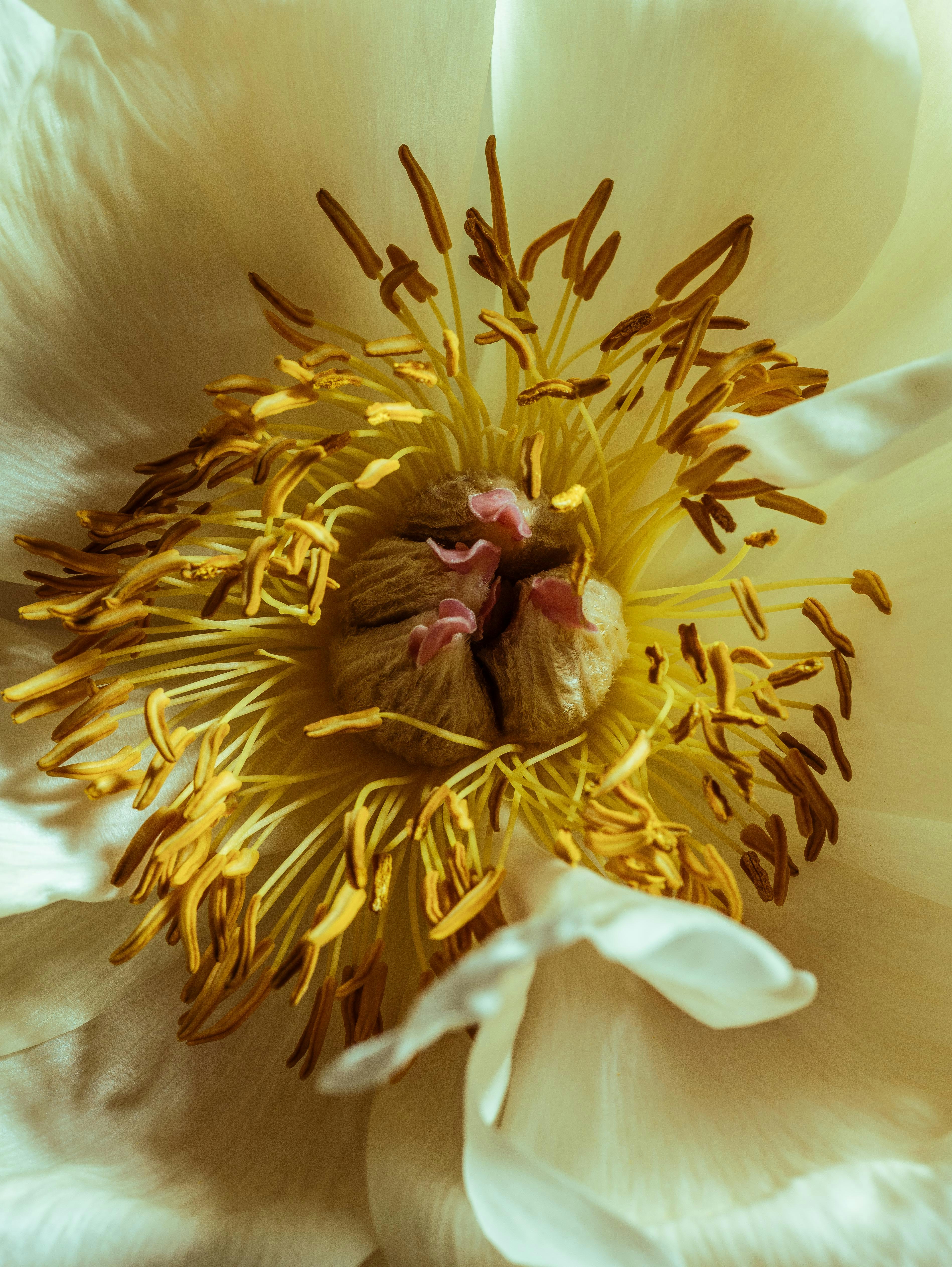 Close-up Center: The Heart of a Creamy Peony Bloom