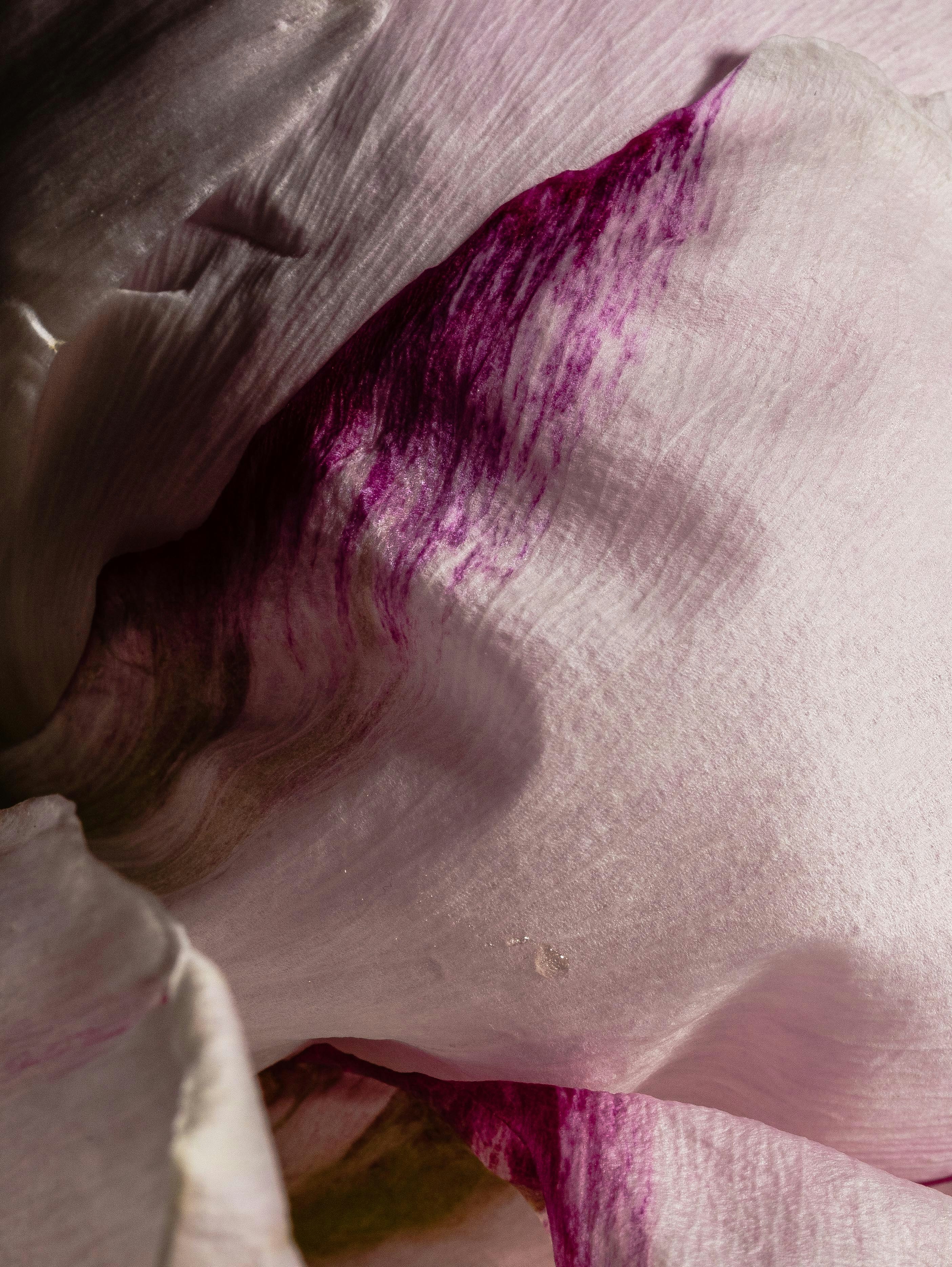 Crimson Vein on Petal: A Close-Up of Fragile Bloom