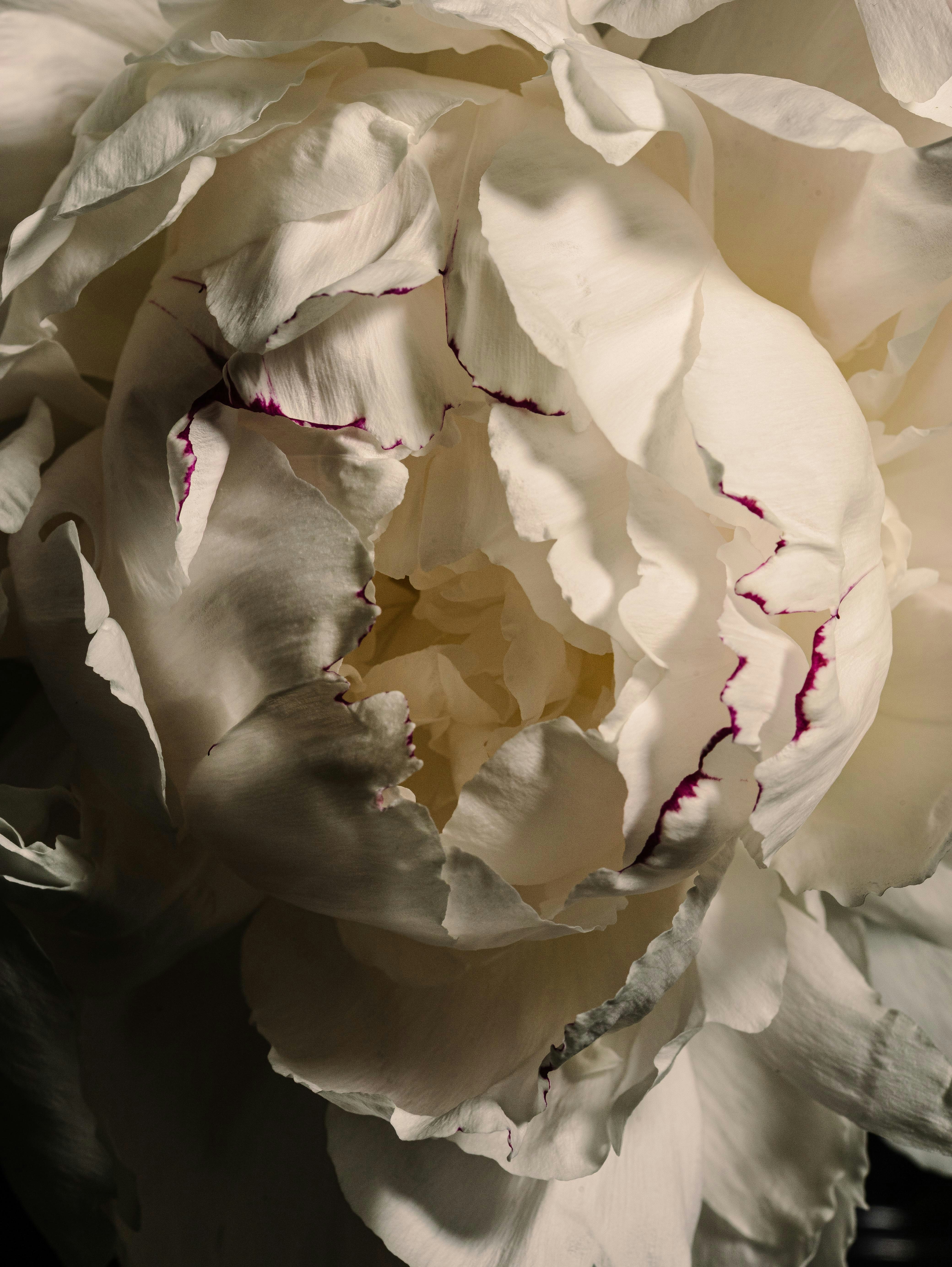 Petals in Shadow: A Close-Up of a Cream-White Bloom with Subtle Crimson Veining