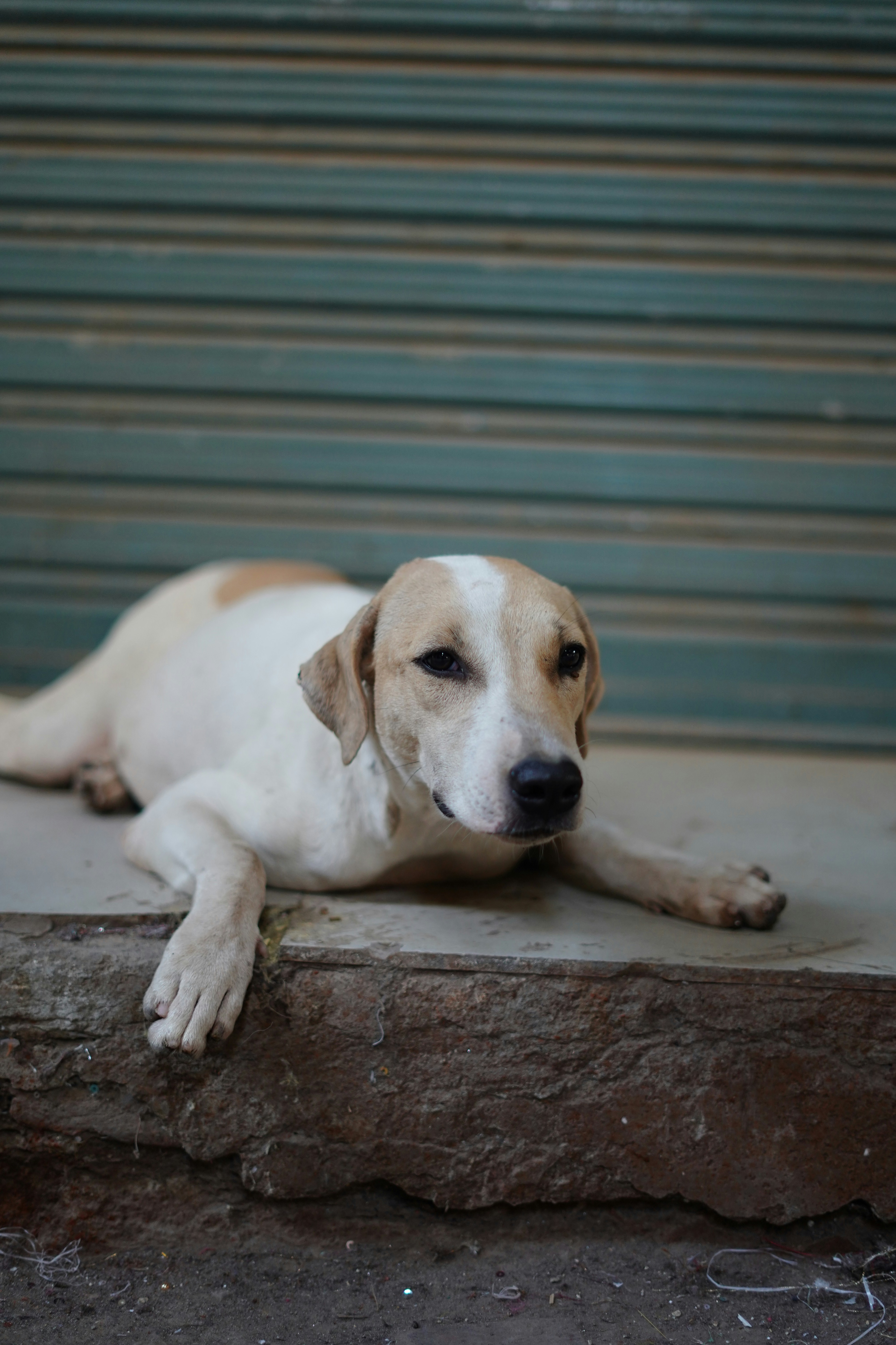 Grounded in Quiet Trust: A Dusty-White Hound Peeks from the Threshold