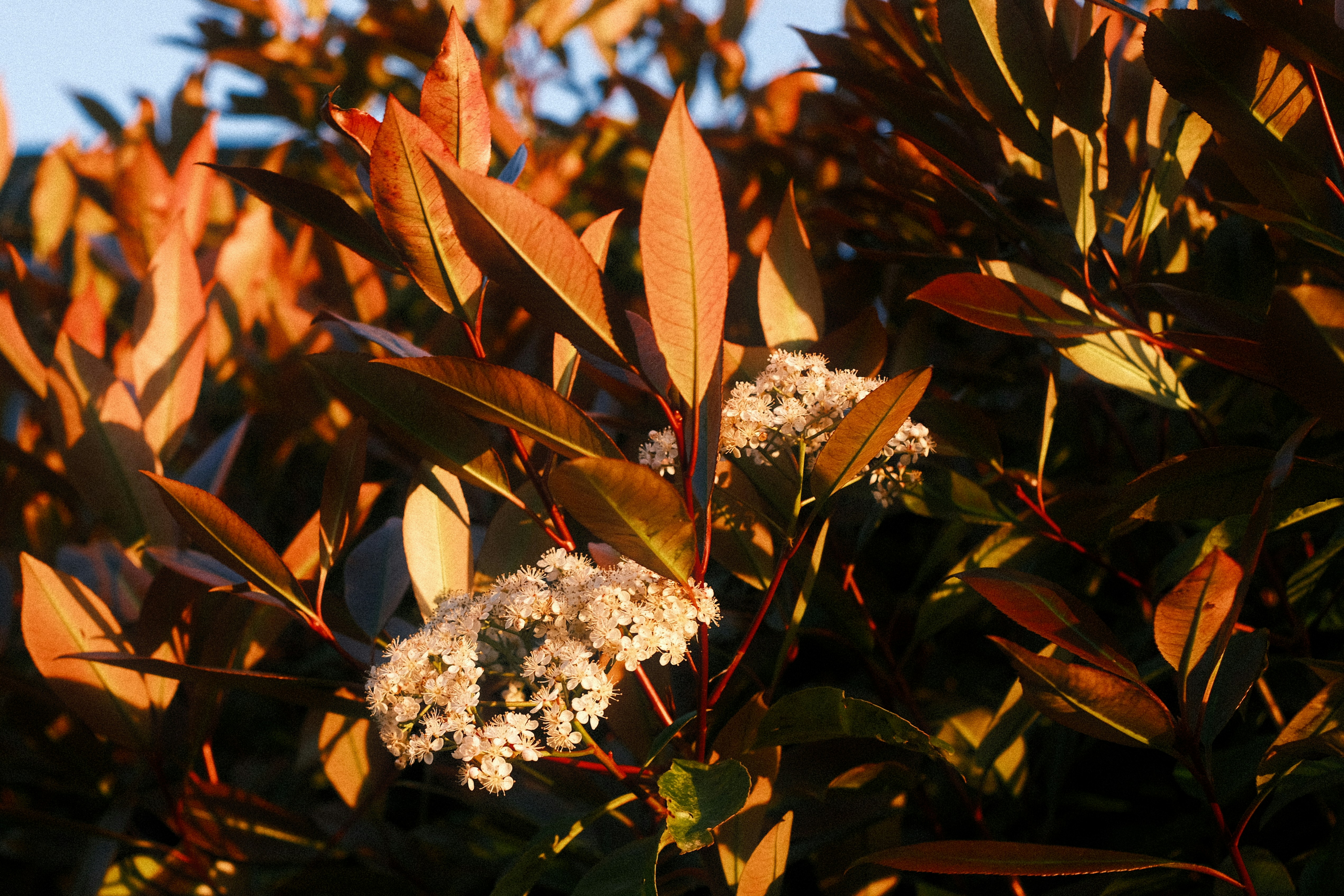 Autumn Leaves and Cream-White Blooms in Warm Backlight