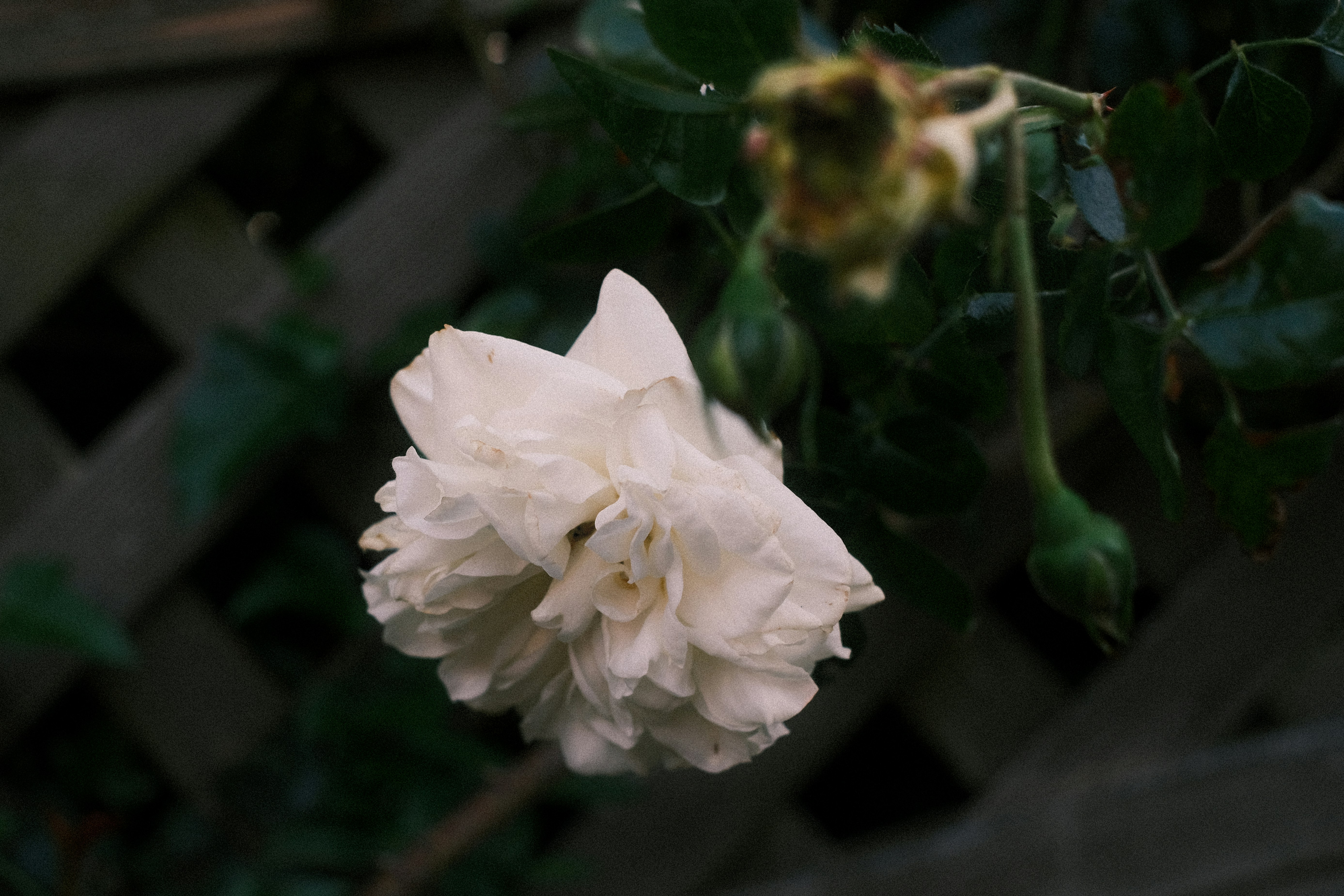White Rose in Shadowed Garden Contours