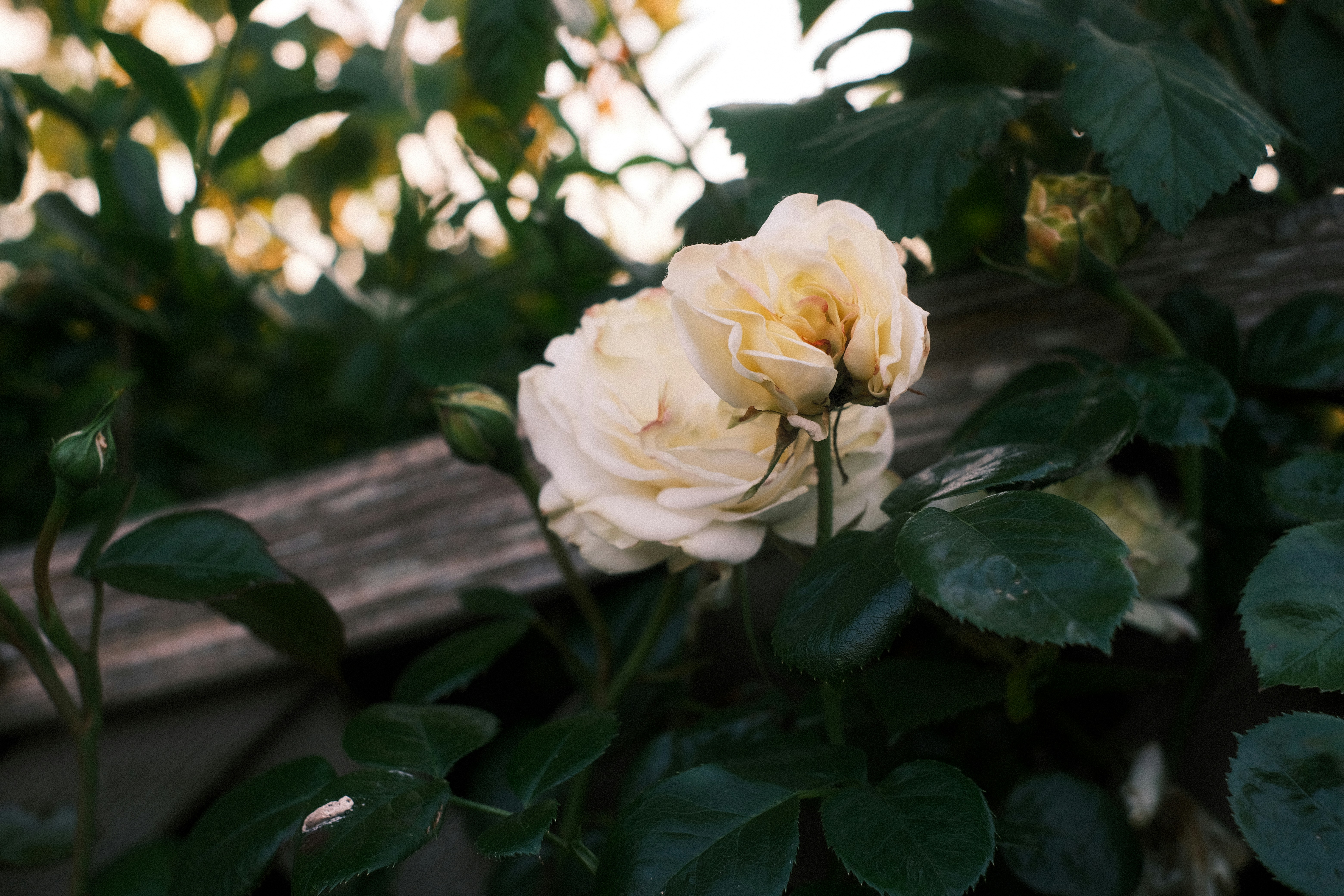 Cream Rose in Quiet Garden: Soft Light on Petals and Leaves
