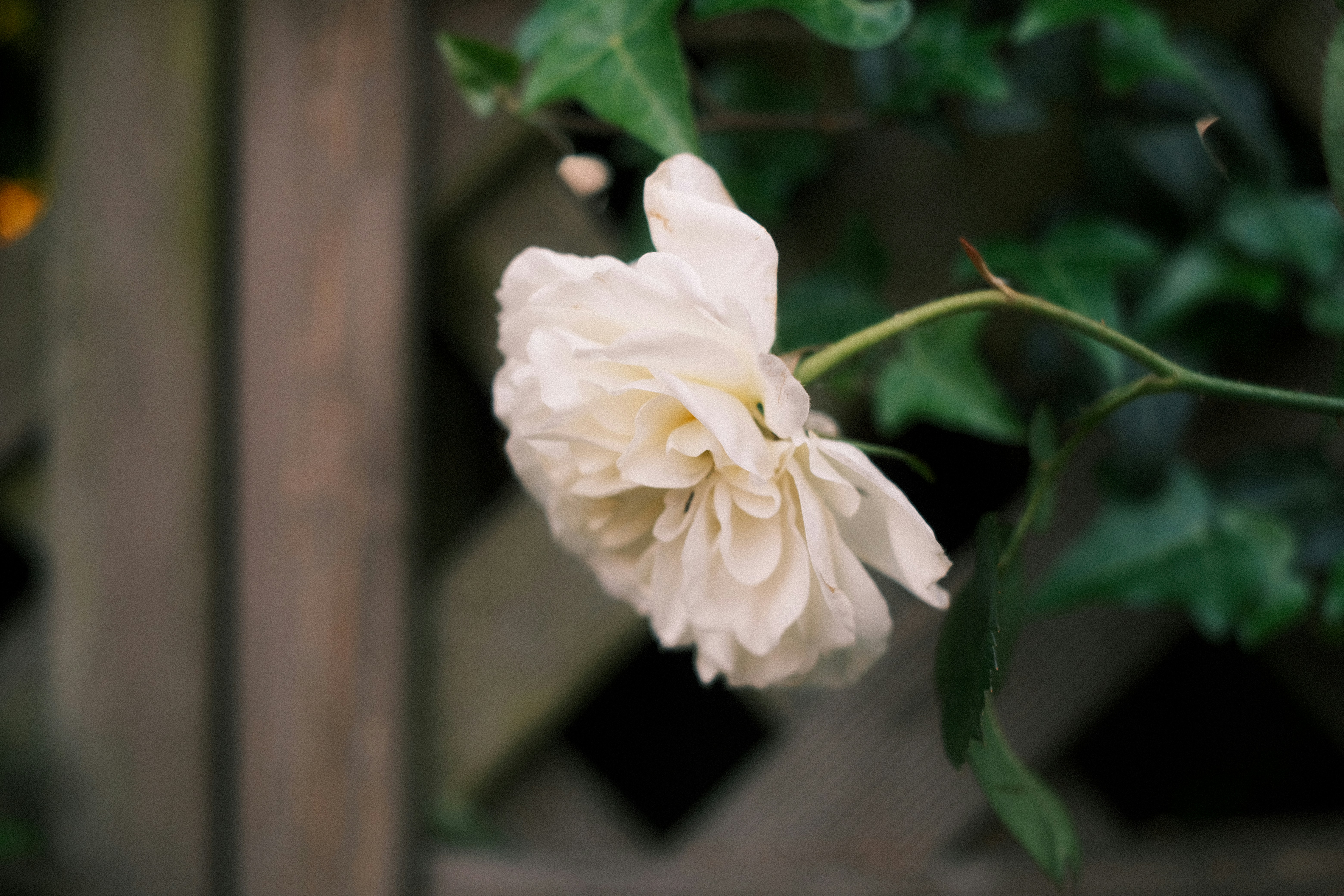 White Rose in Soft Backdrop