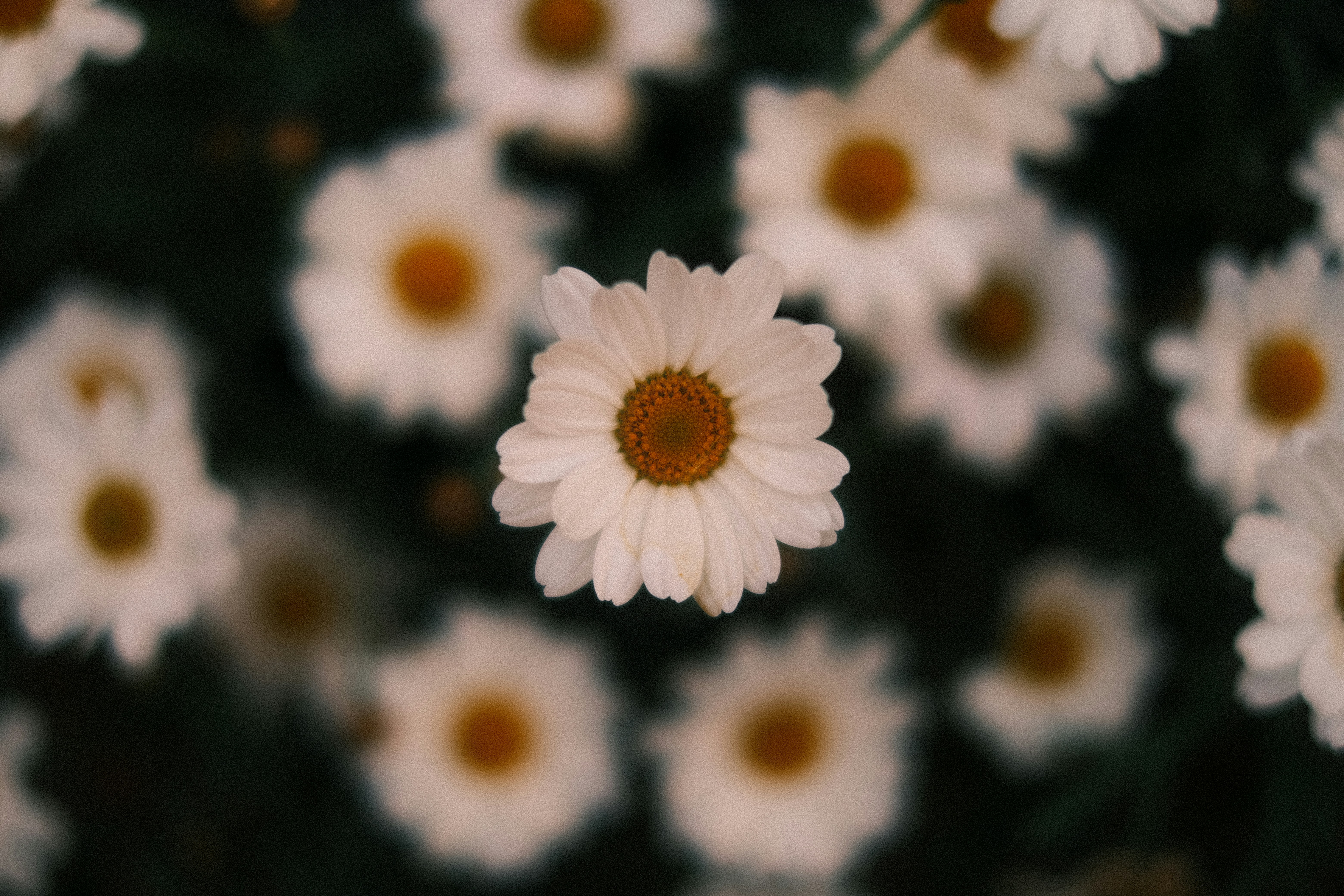 Centered Daisy Embrace: A Soft Field of White Petals