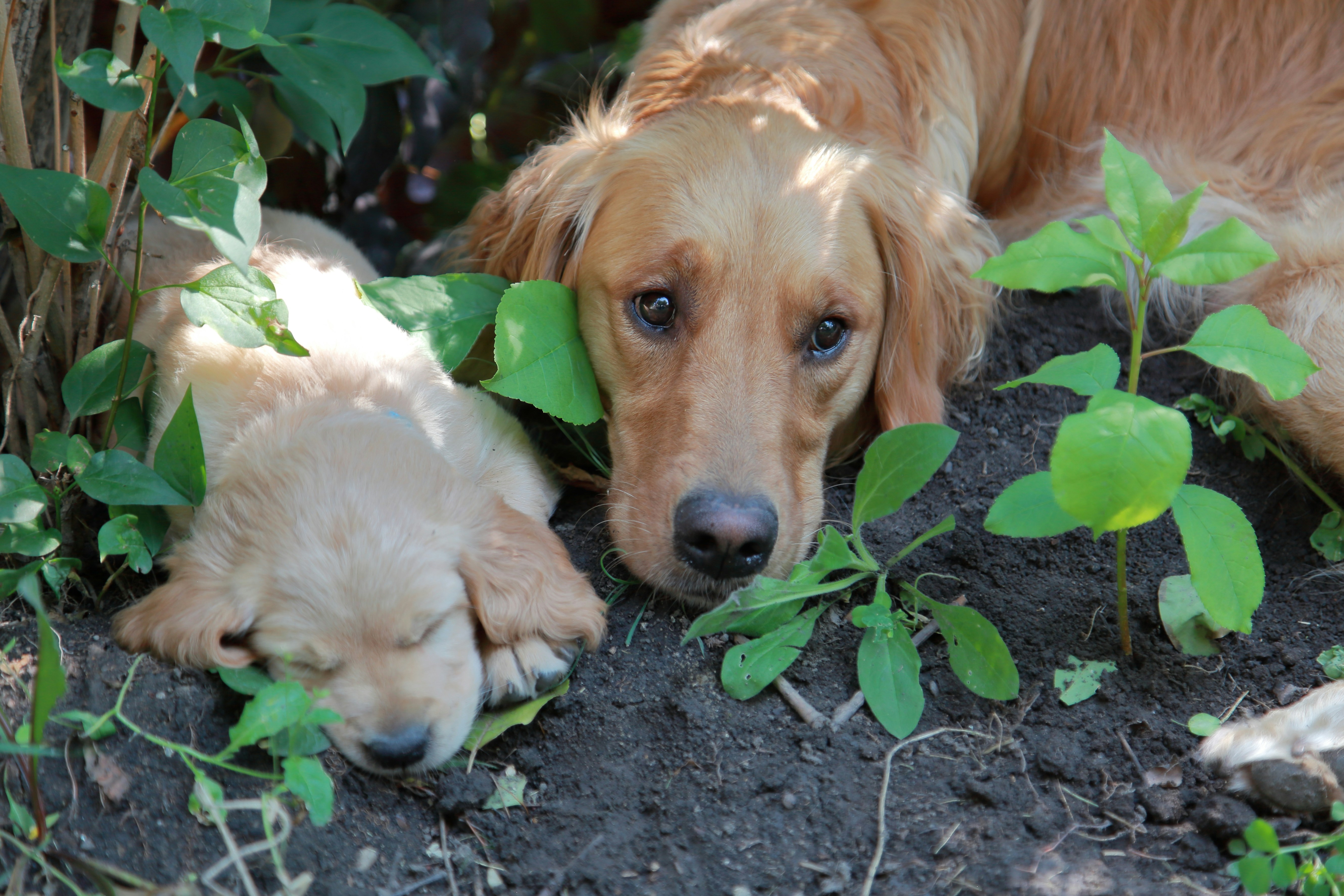 Two Golden Companions Rest in Shade: A Quiet Moment Between Snout and Sleep