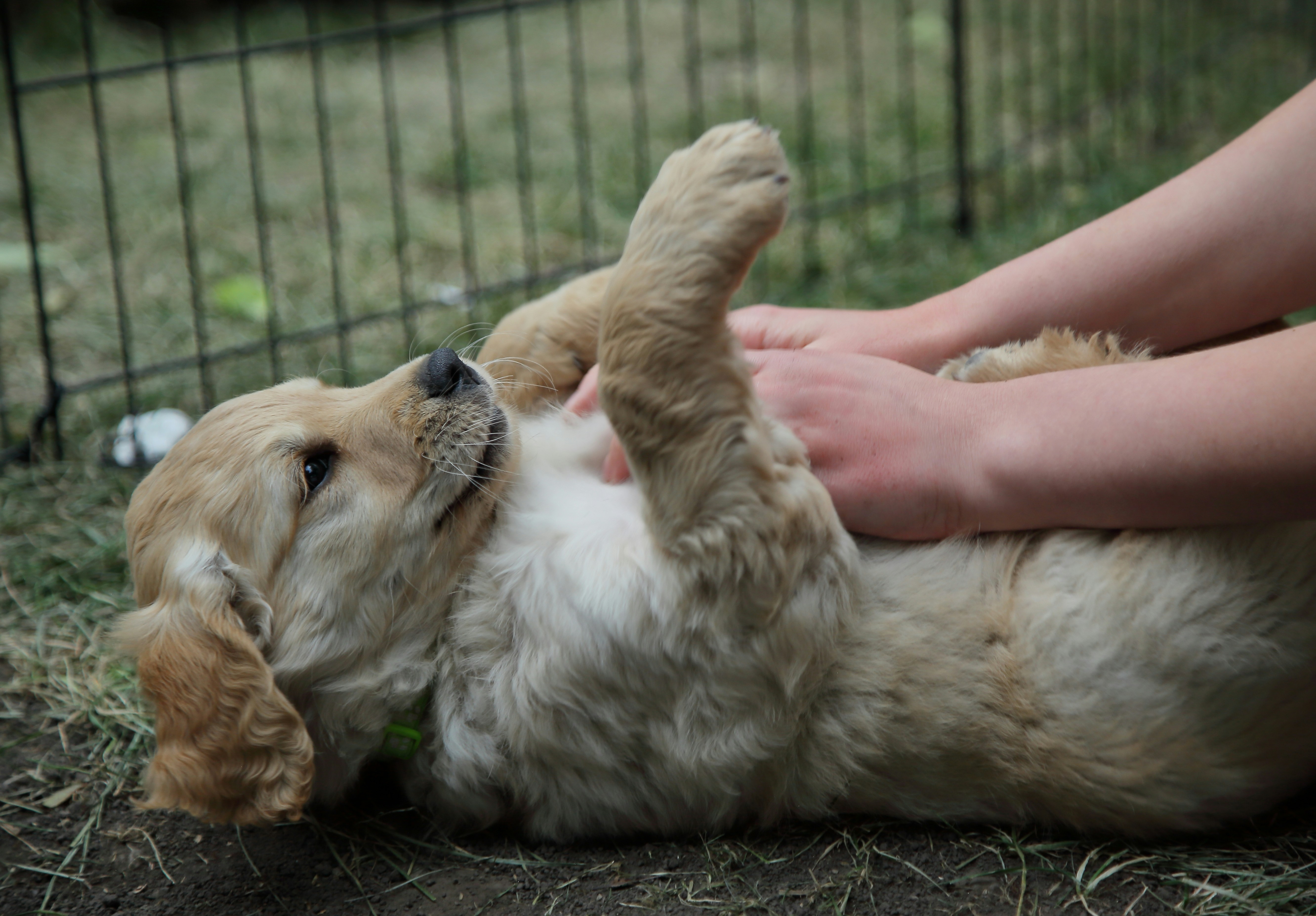 Puppy Playful Pause: Gentle Tugs and a Tender Moment