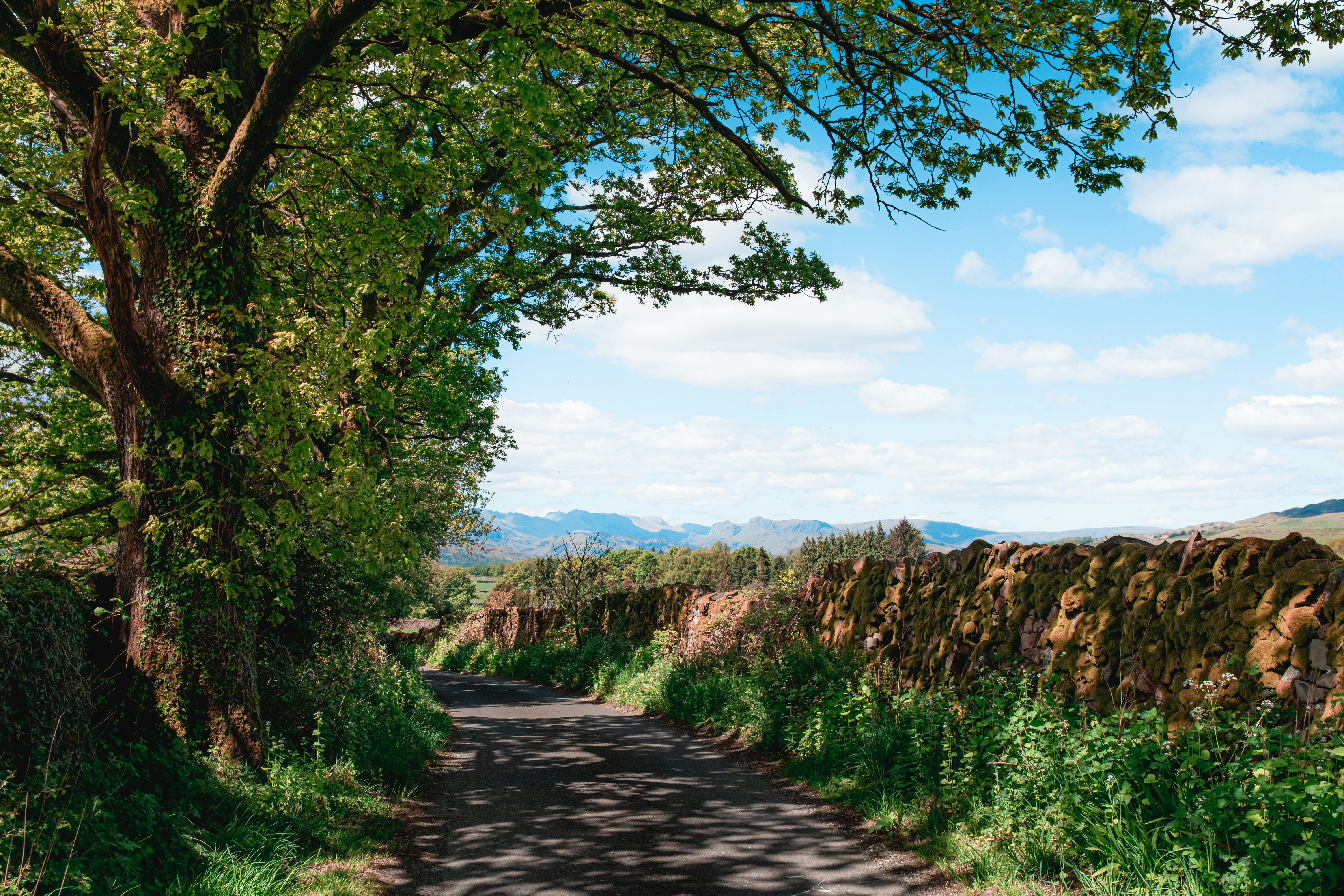 Sunlit Riverside Path: A Quiet Climb Through Green Canopy