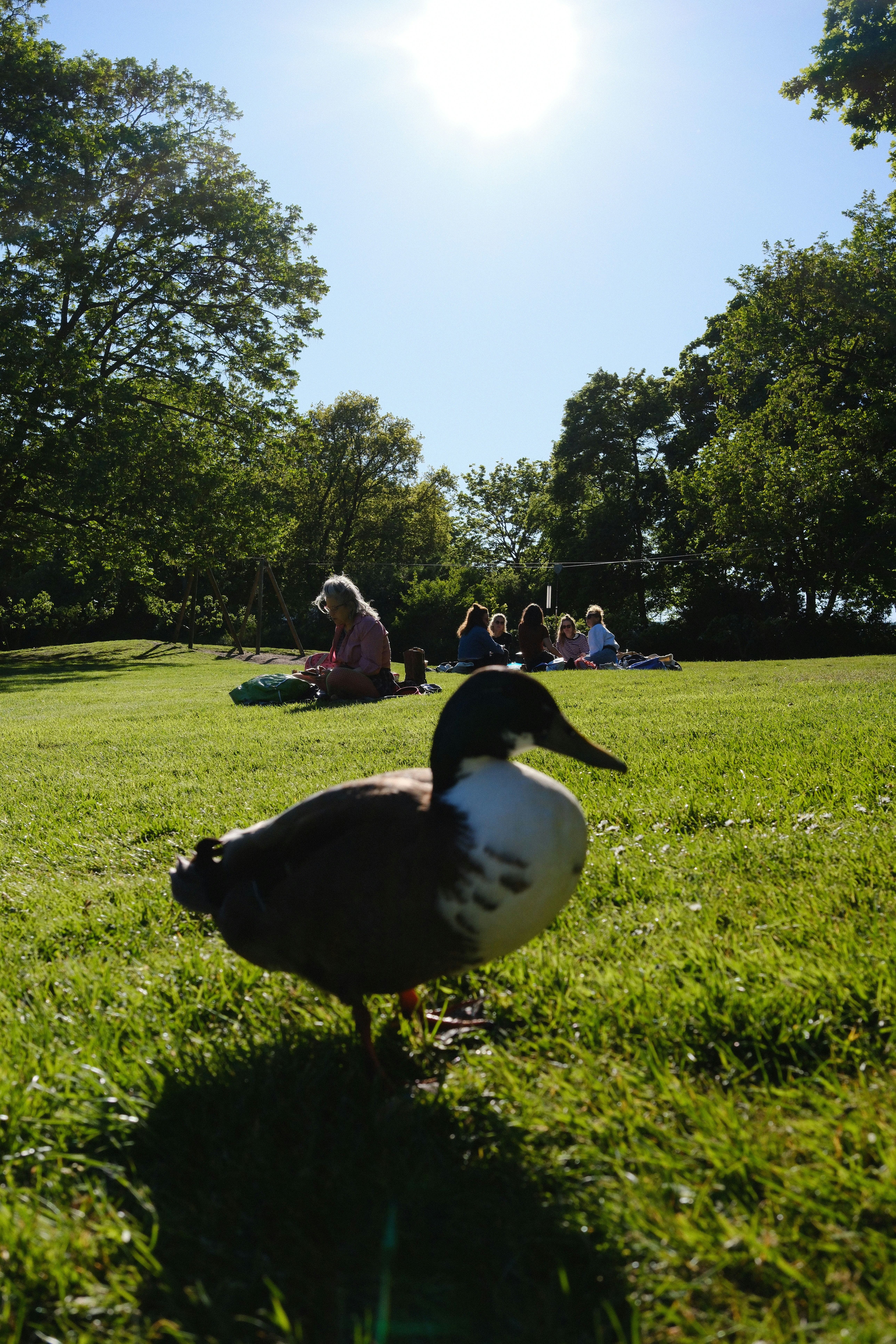 Sunlit Park Goose Foreground with Picnic In the Grass
