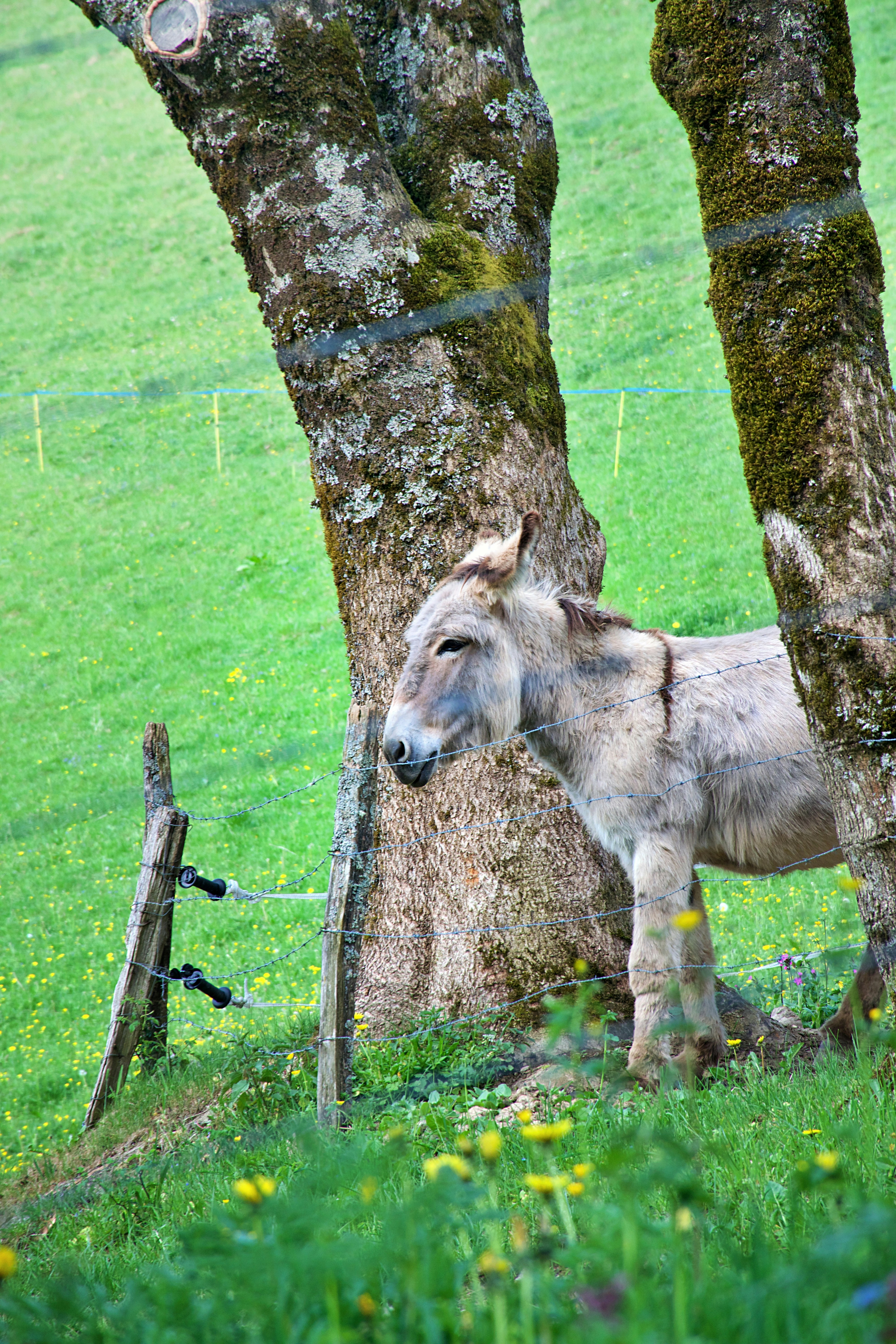 Donkey in the Dappled Meadow: A Gentle Stand by the Fence