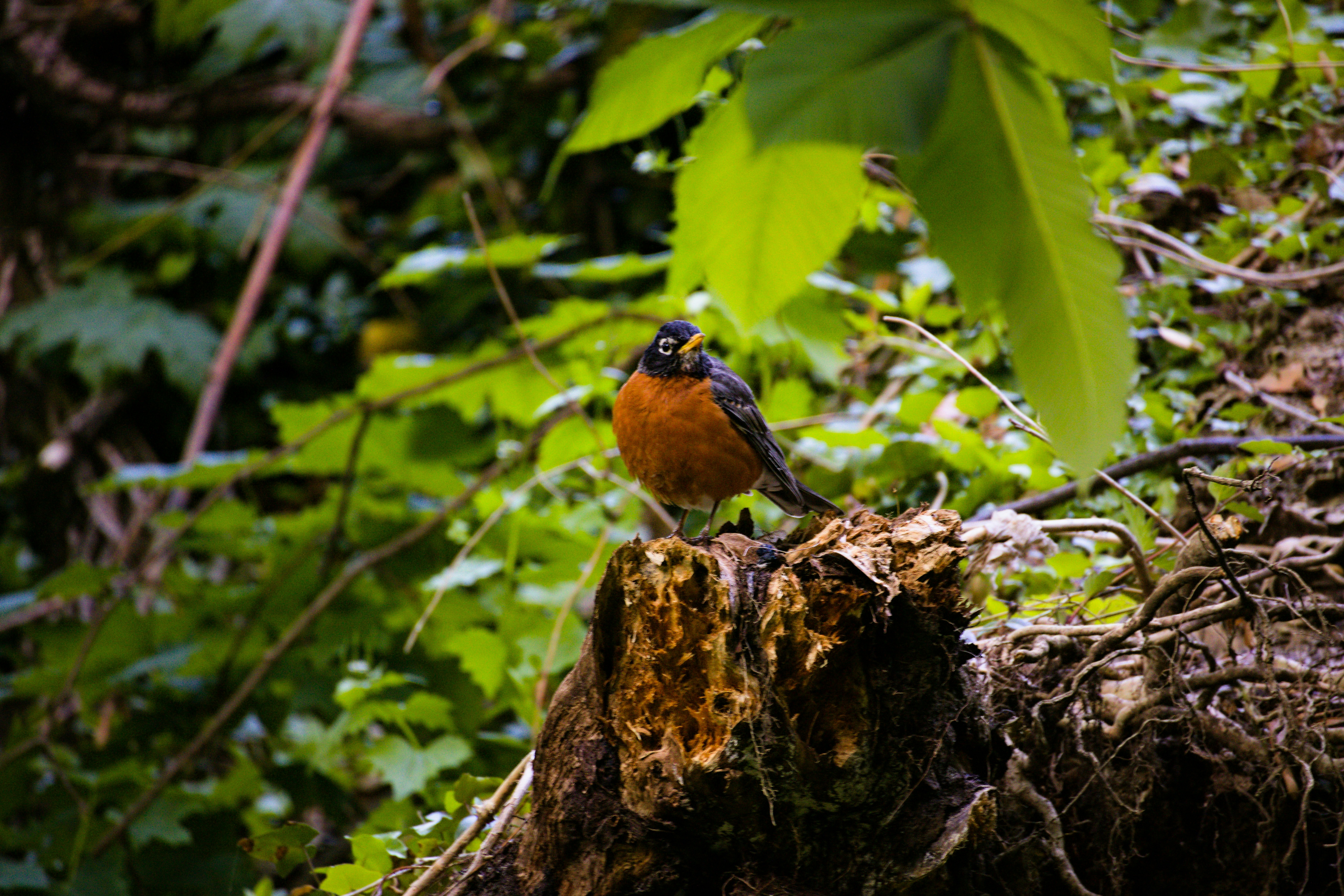 Robin on a Weathered Kiln: A Quiet Forest Portrait
