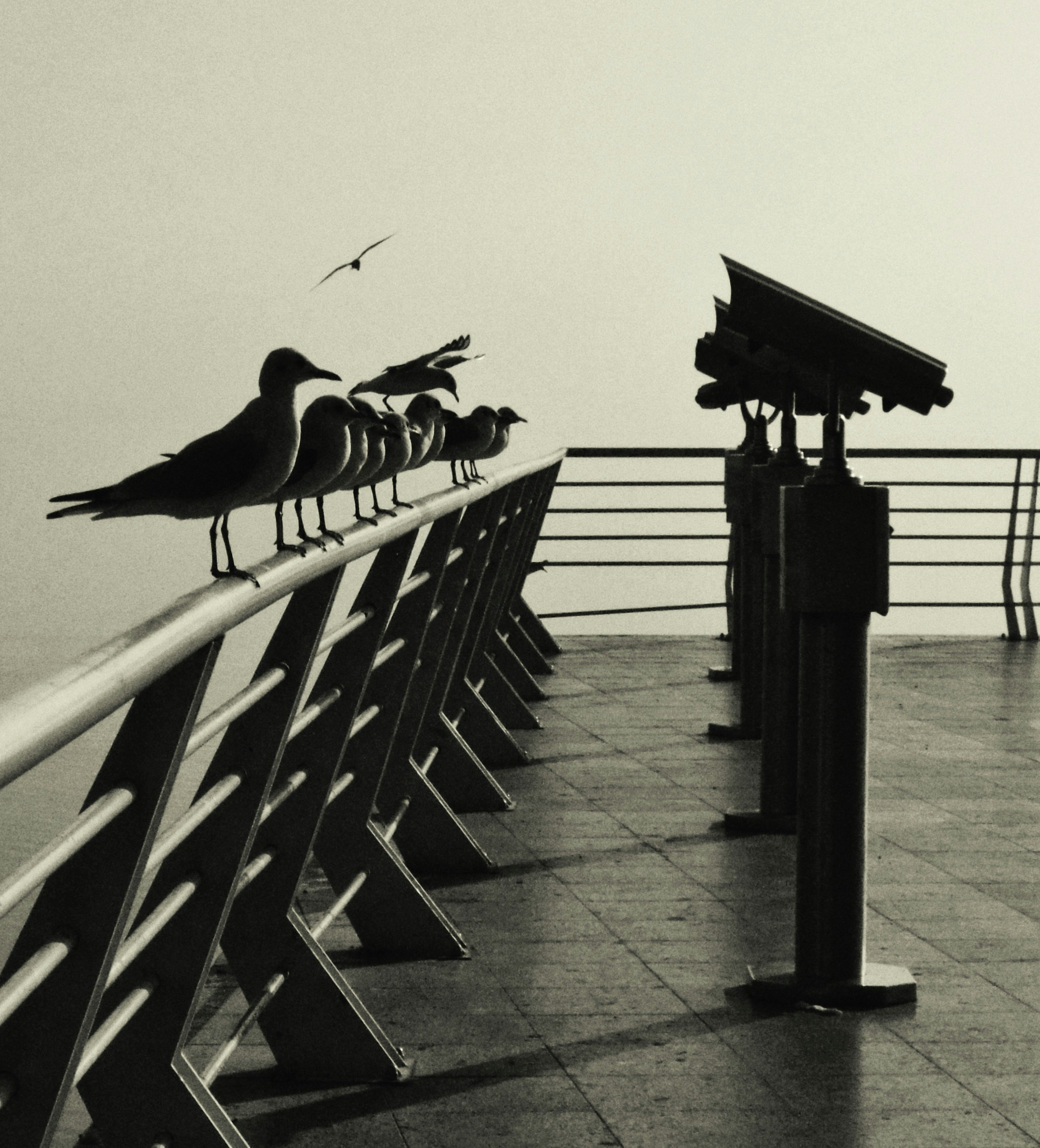 Seagull Ridge: Line of Sight on the Pier