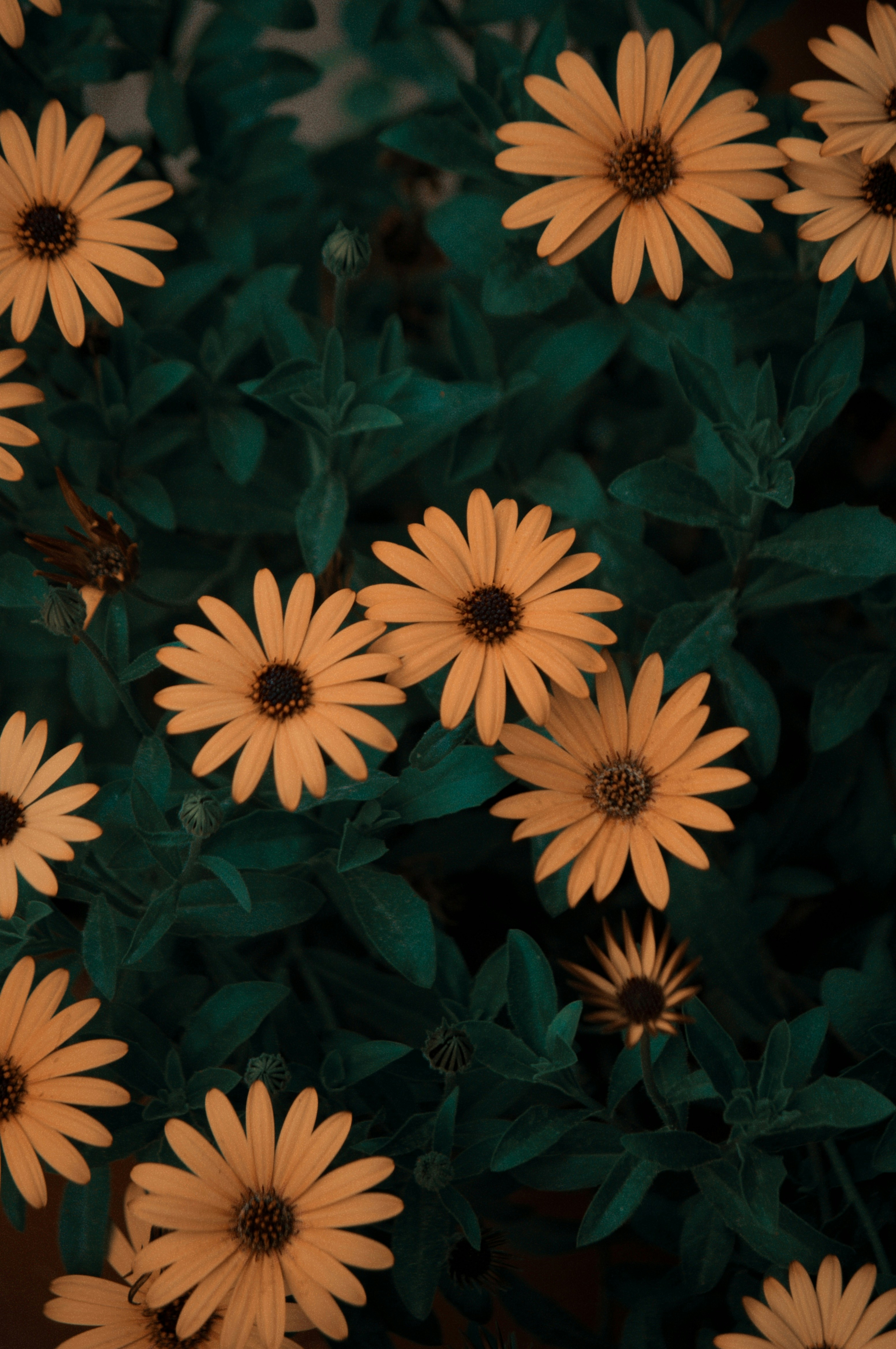 Orange daisies in a shadowed green tapestry