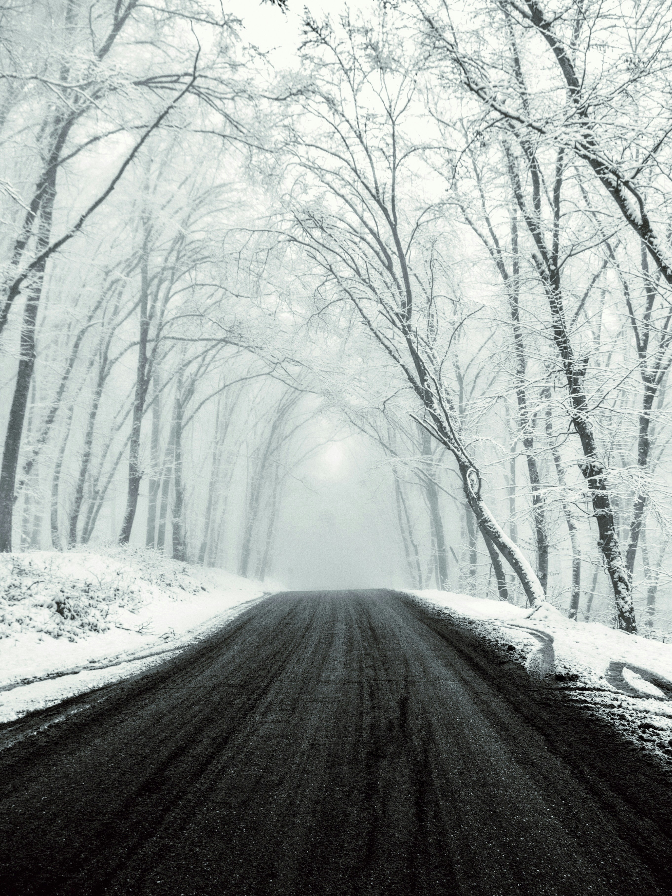 Snowbound Lane: A Quiet Walk Through Frosted Arches