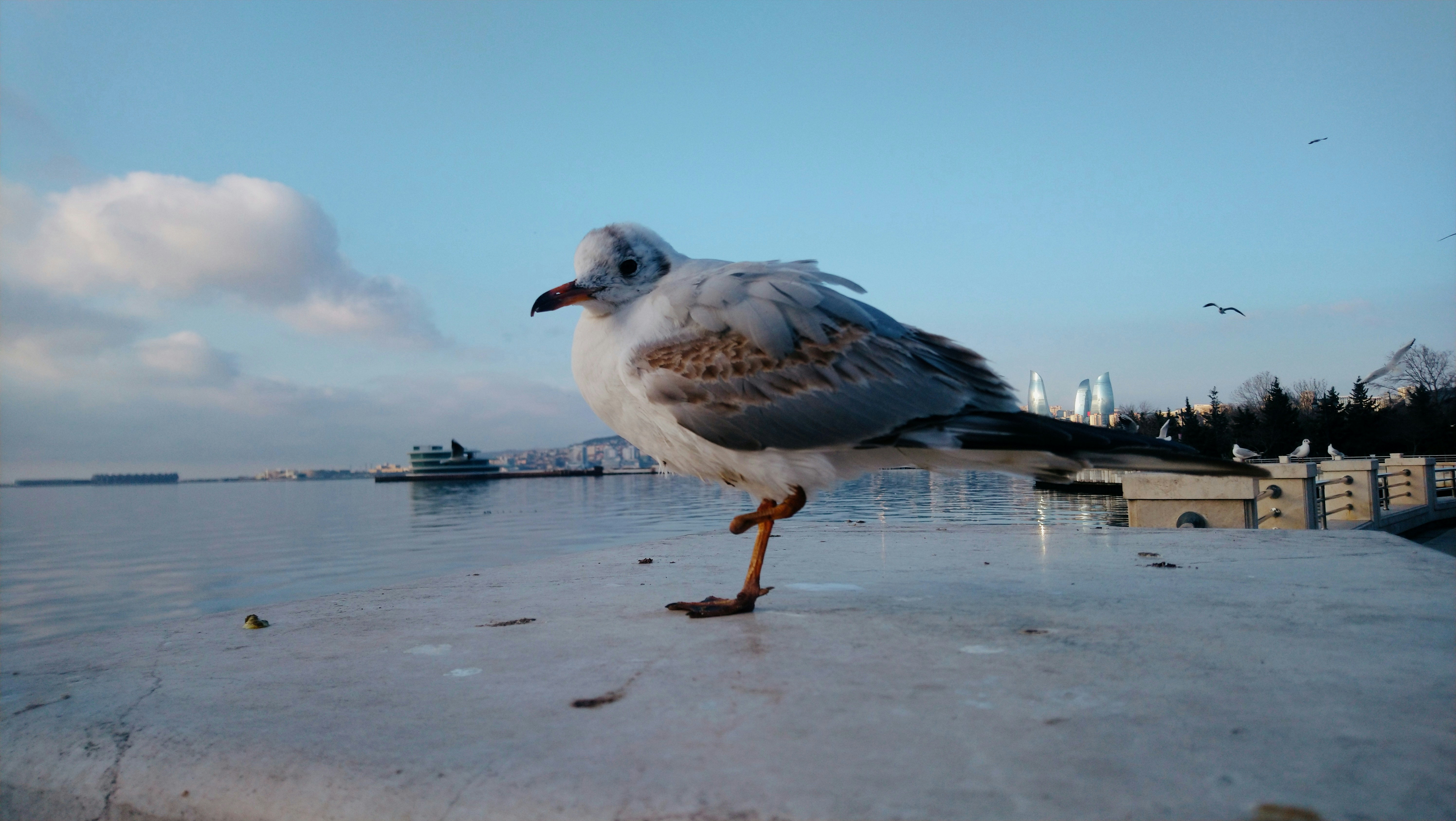 Seaside Gull on a Misty Pier: A Quiet Moment at Blue Hour