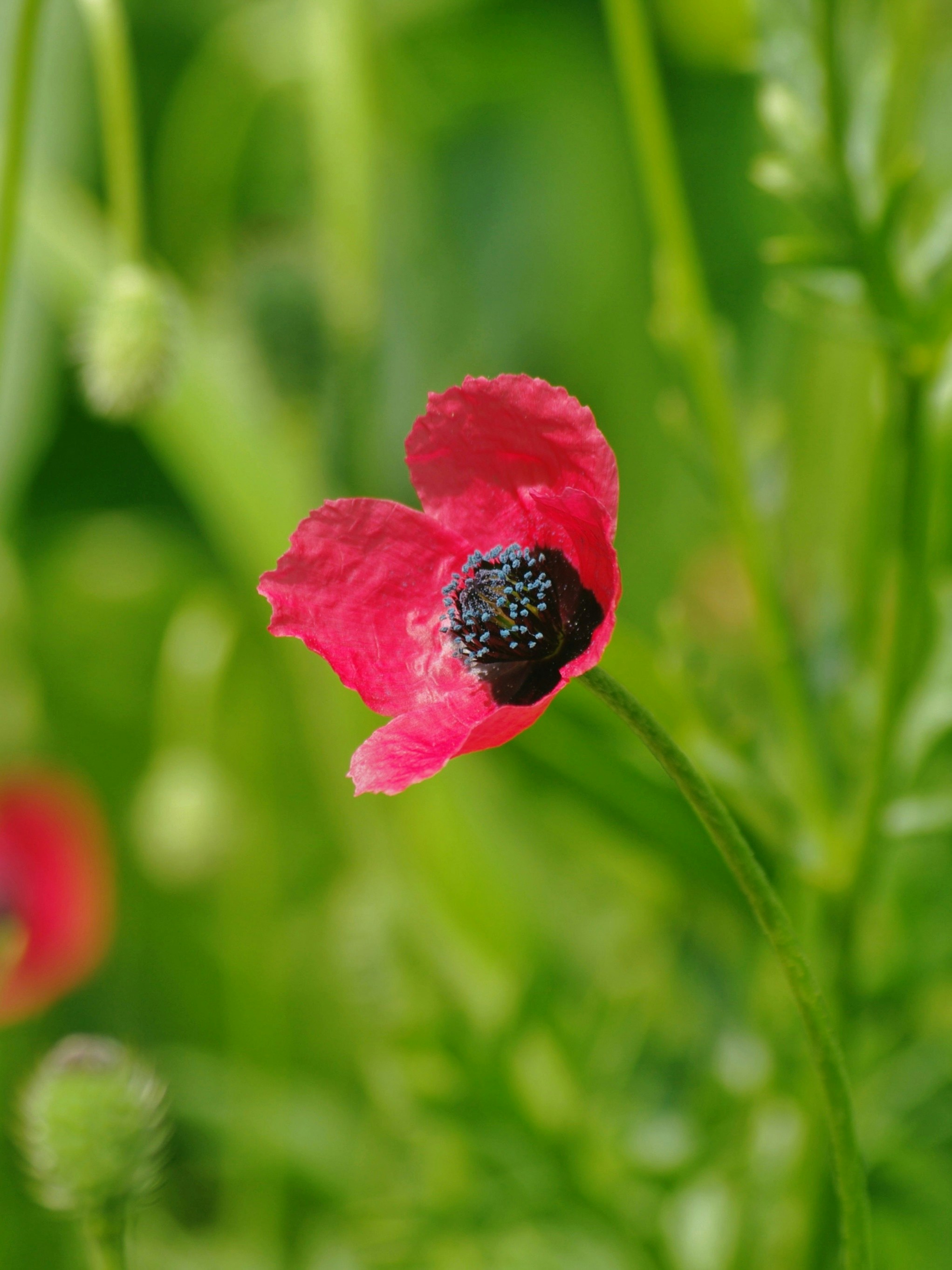Red Poppy in a Sea of Green