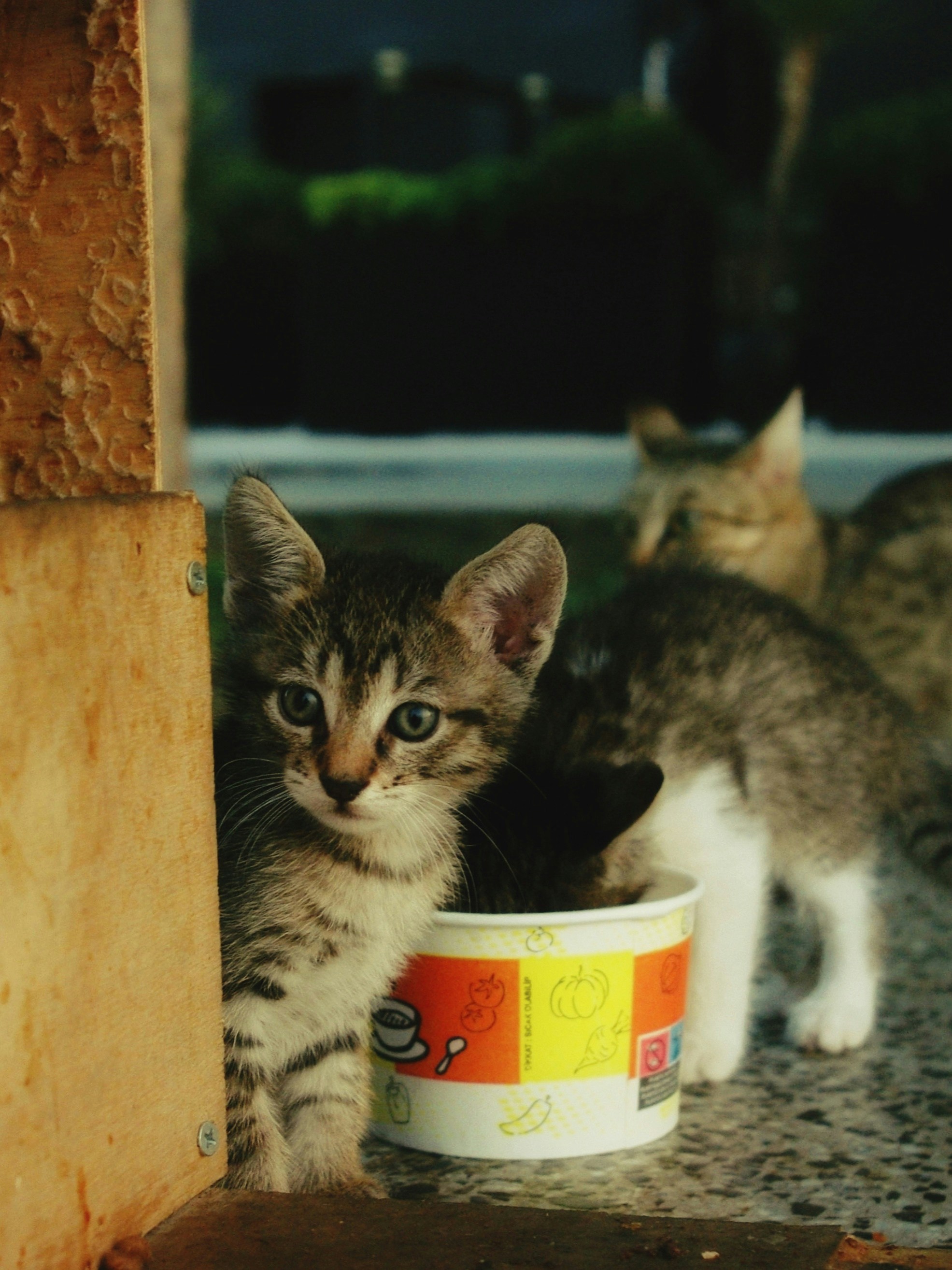 Curious Kitten at the Edge of the Food Cup