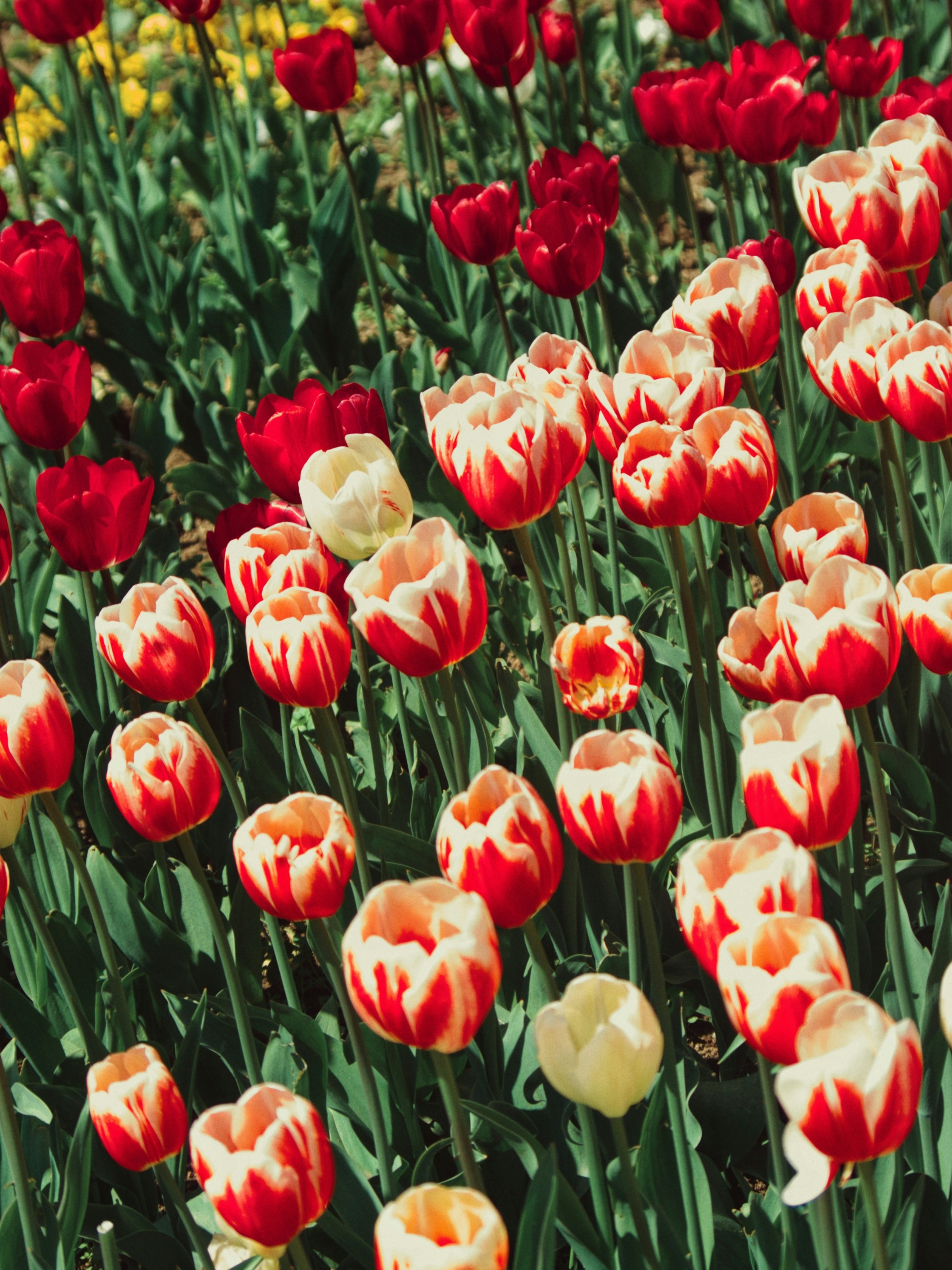 Fields of Crimson and Cream: Tulips in Sunlit Wave