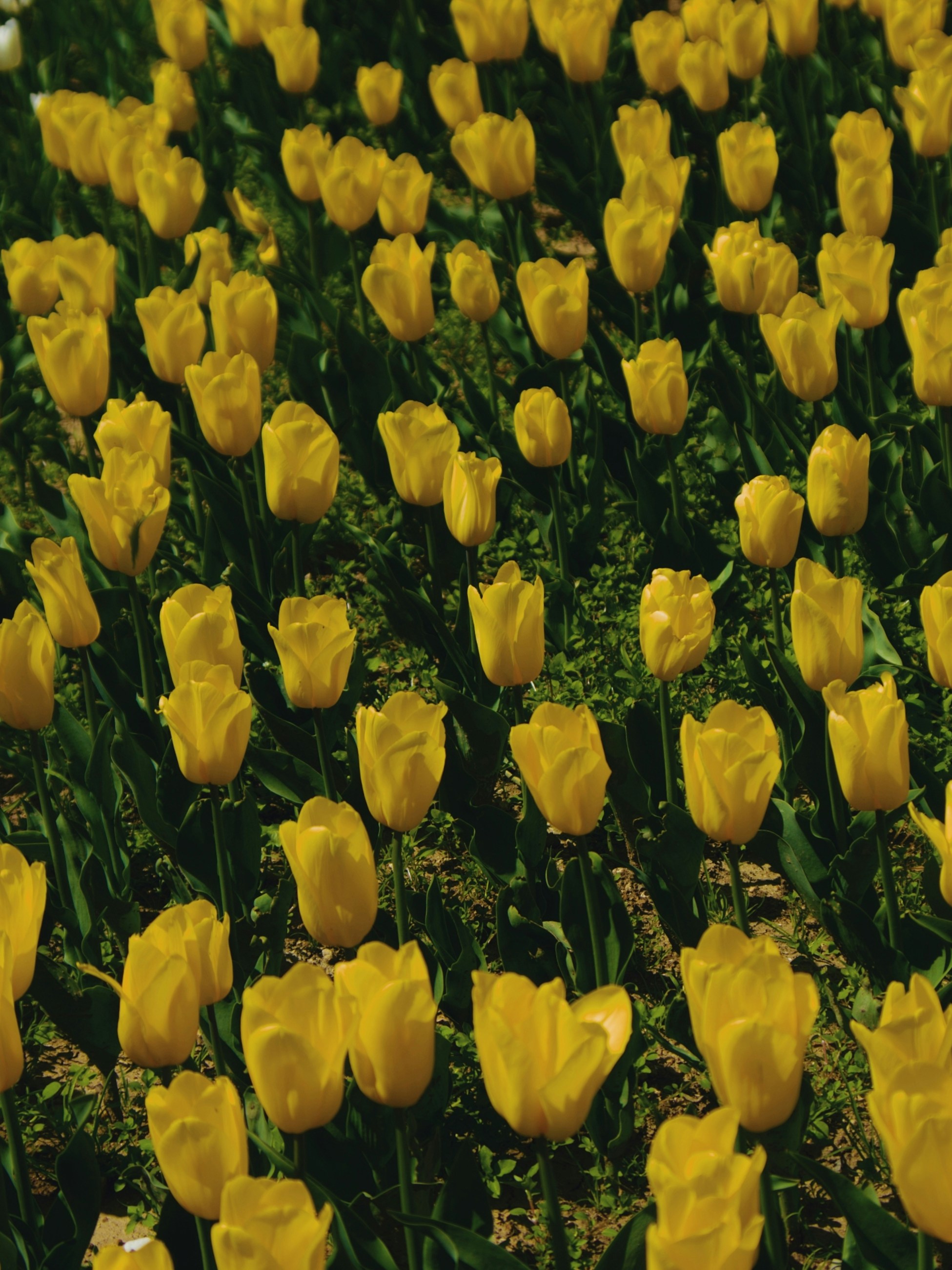 Golden Tulip Sea of Light