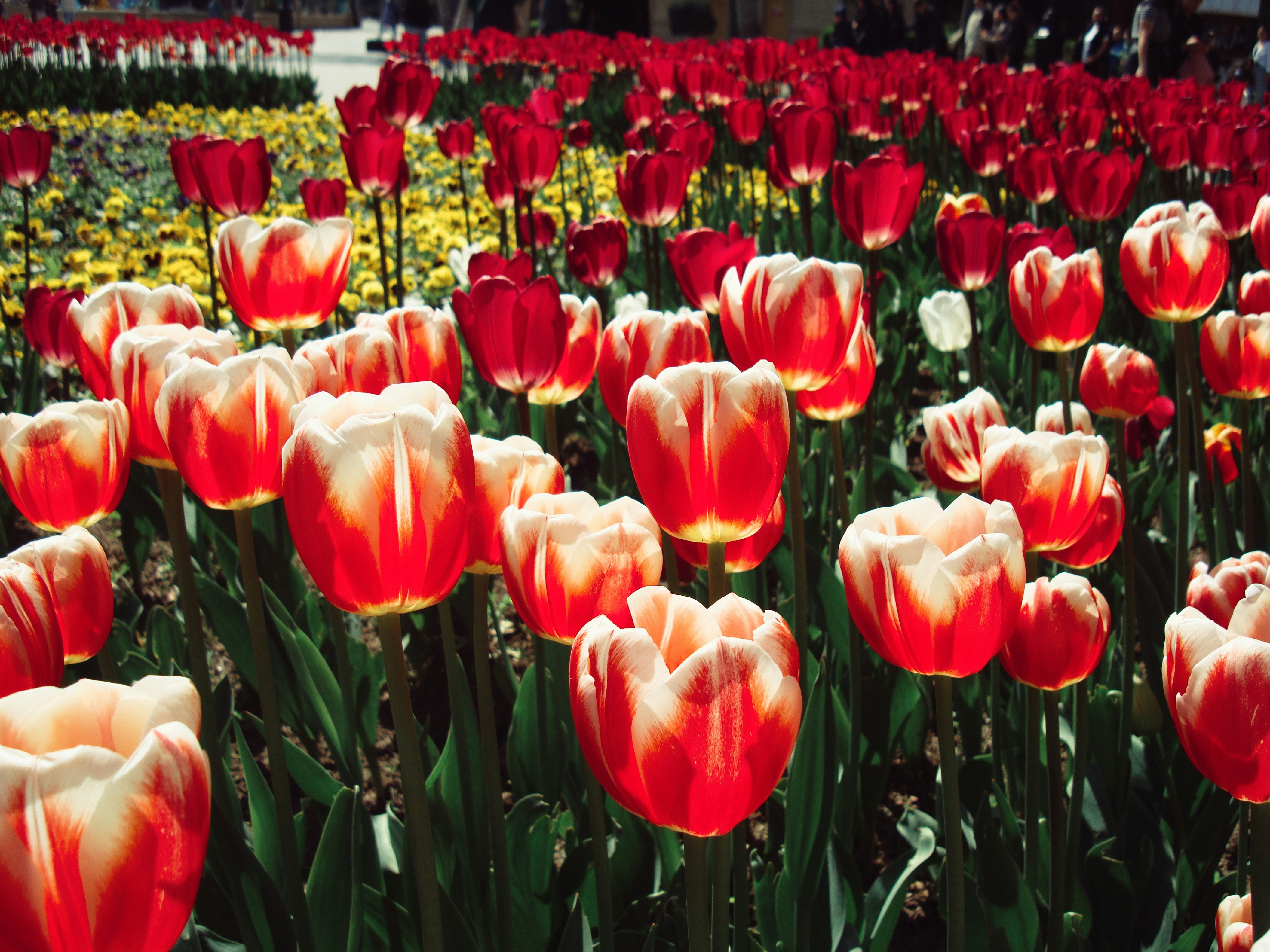 Tulip Ocean: A Sea of Crimson and Cream in Full Bloom