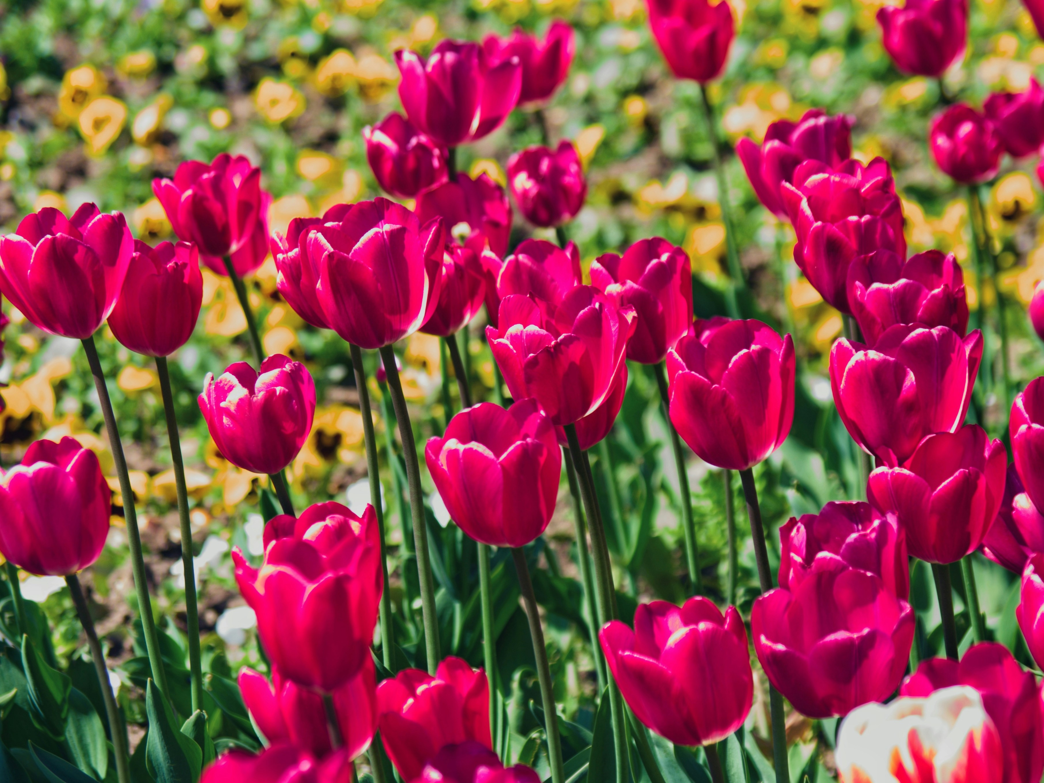 Vibrant Velvet Tulips: A Sea of Magenta Entranced by Spring Sun
