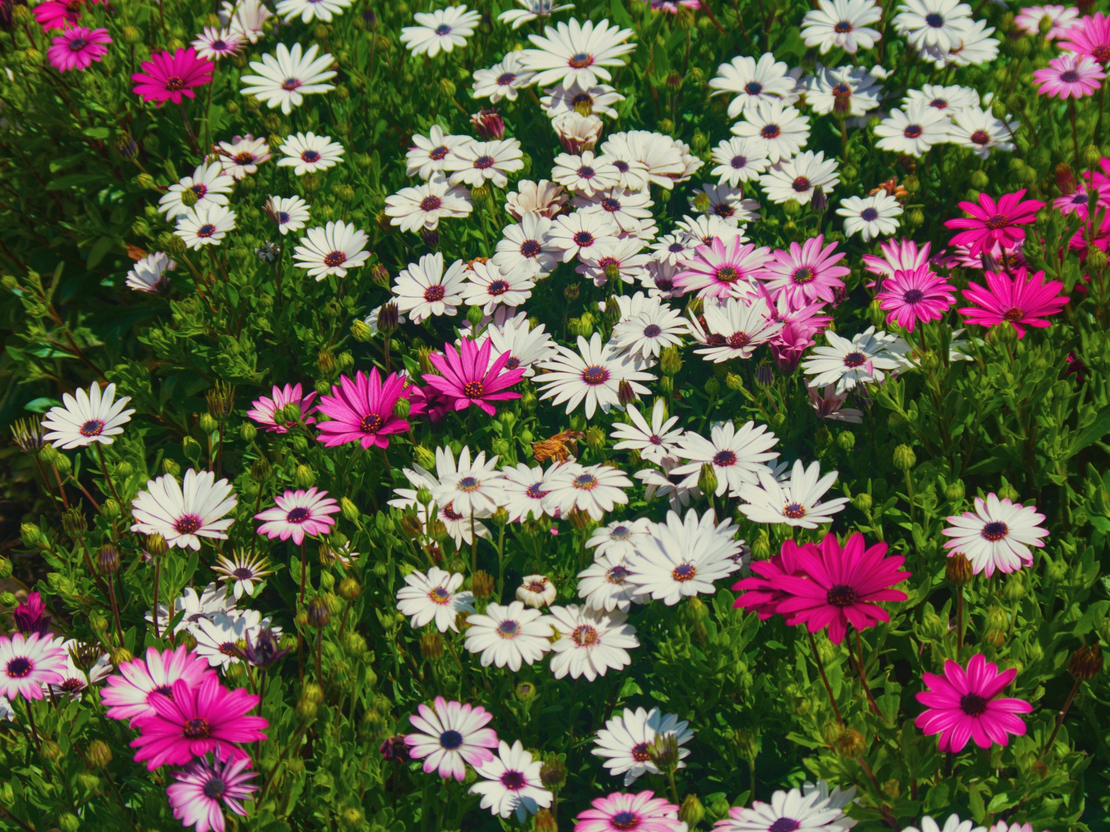 Mid-Summer Mosaic: Pink and White Daisies Brighten a Garden Bed
