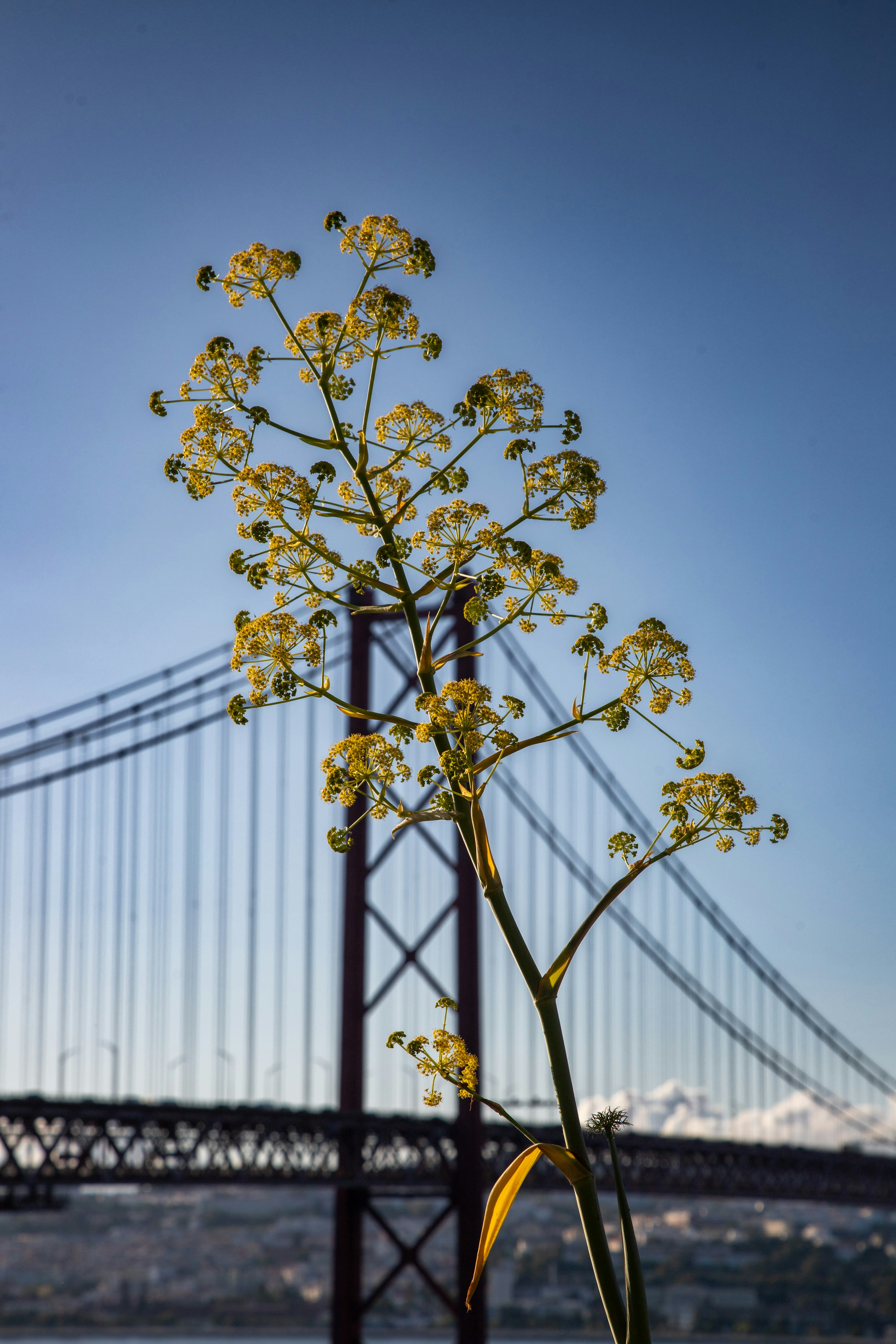Golden Umbrella: Wildflower Against a Steel Sky