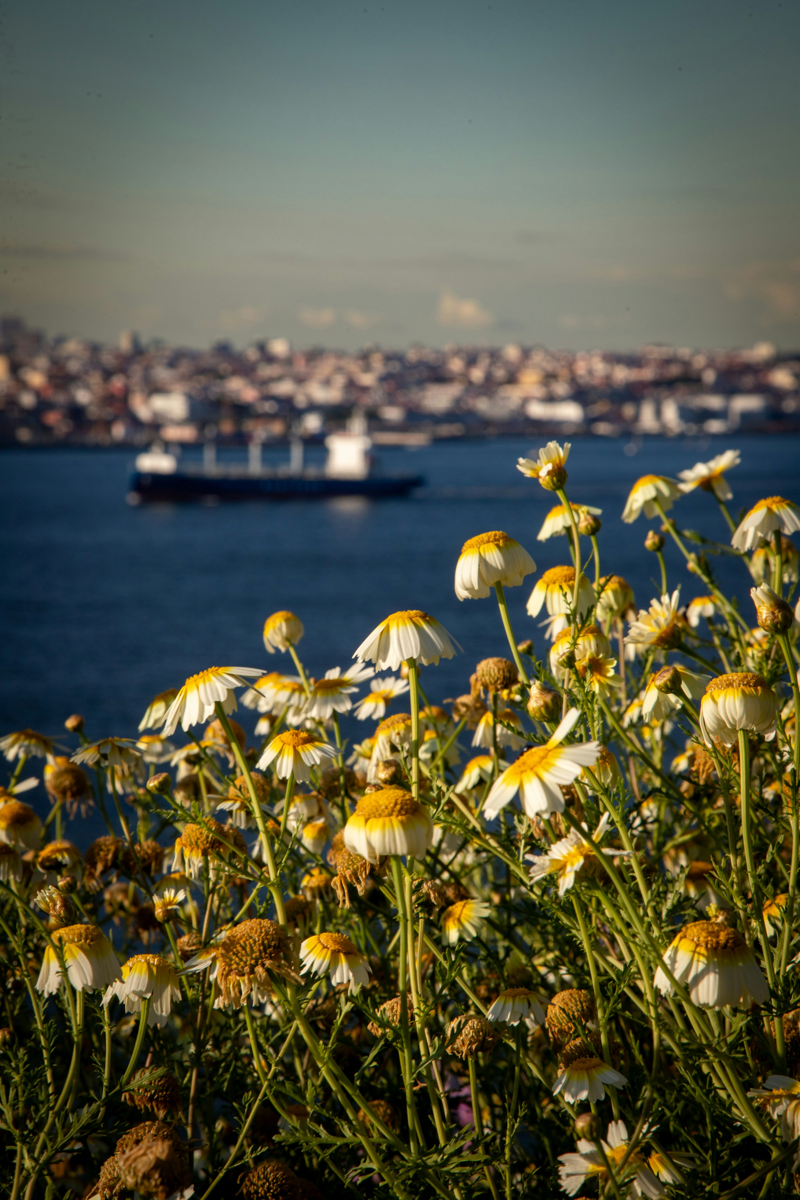 Dawn’s Terrace: A Sea of Daisy Heads Over a Quiet Harbor