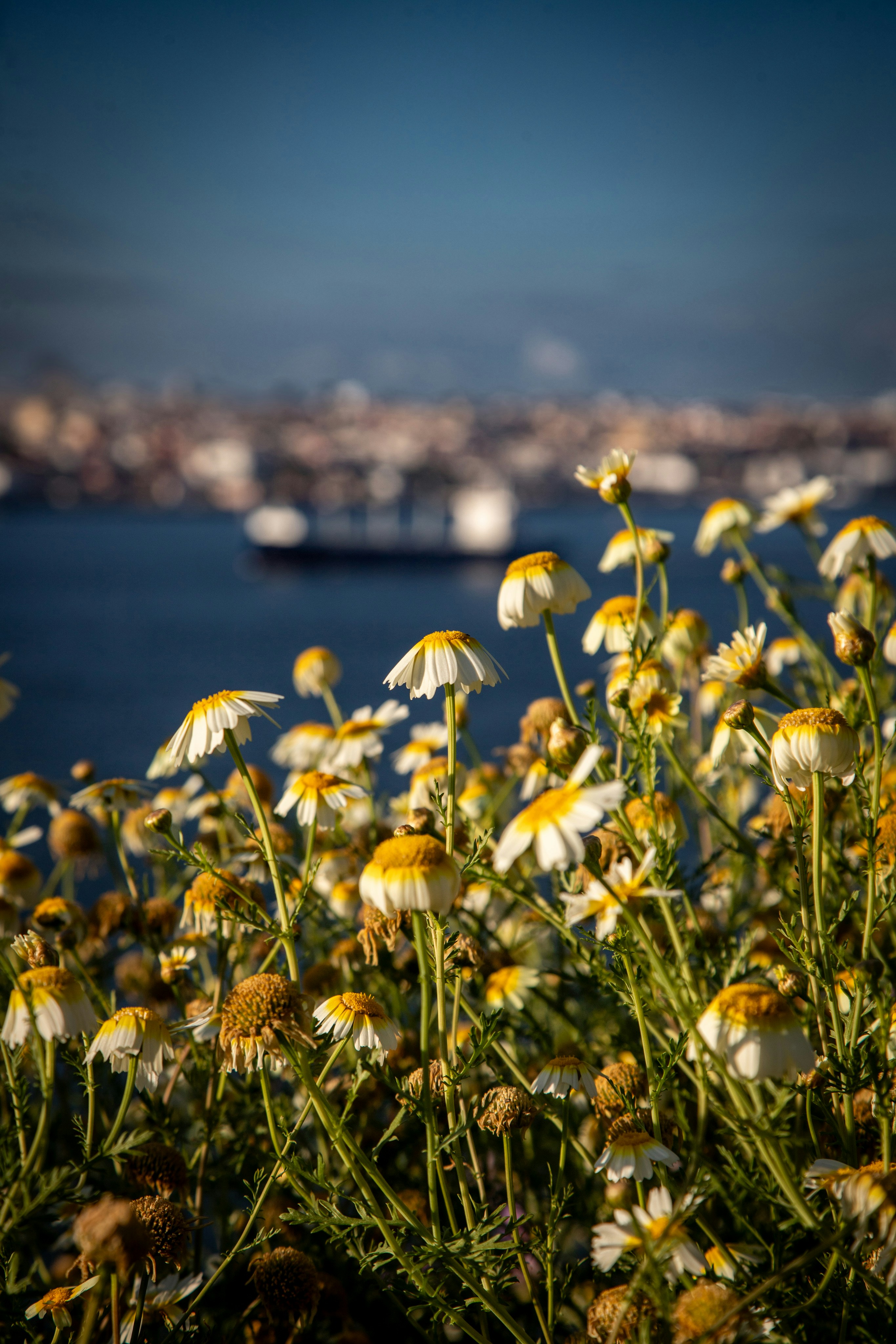 Sunlit Daisies by the Water with a Distant Boat