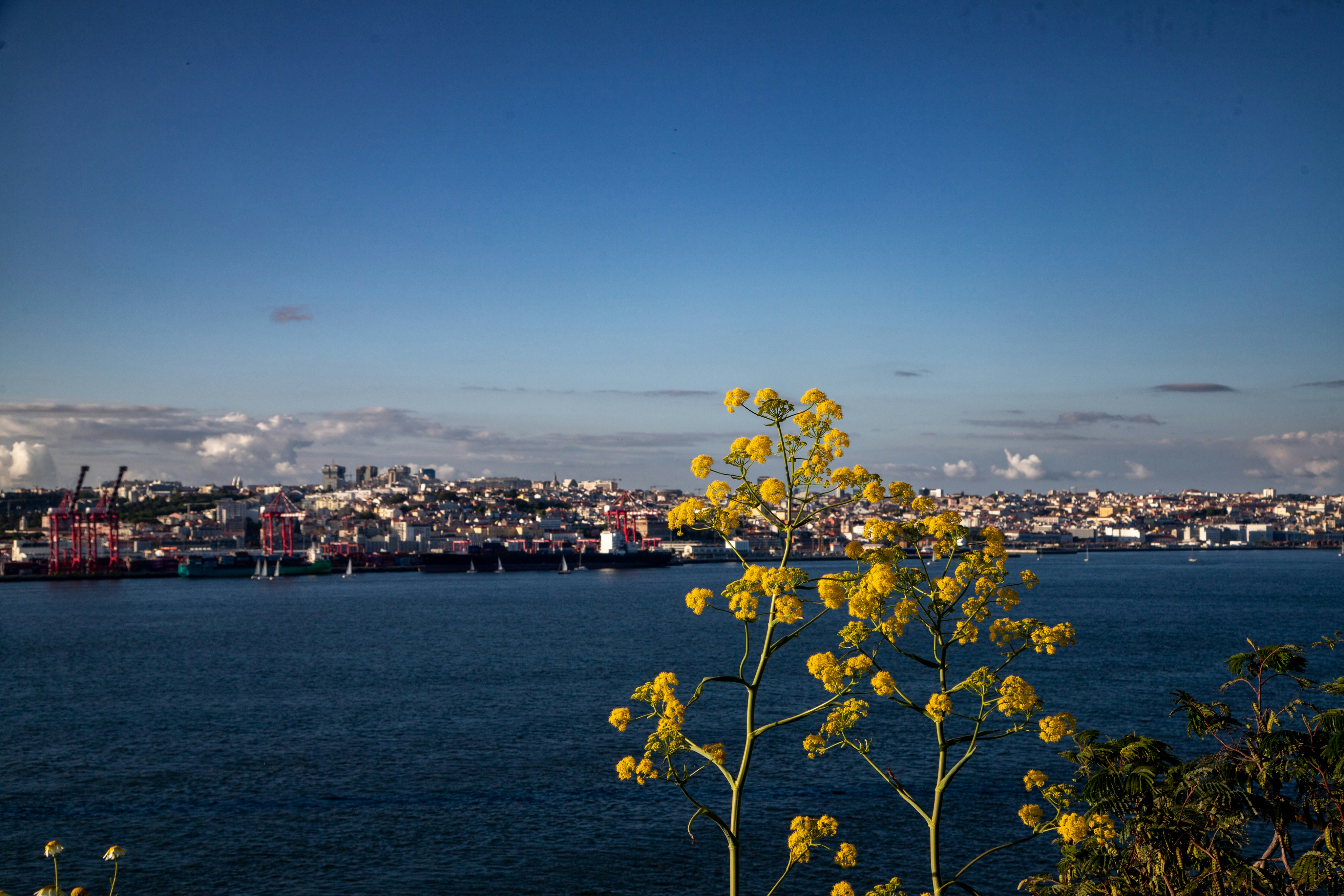 Yellow-flowered stalks bloom against a harbor haze