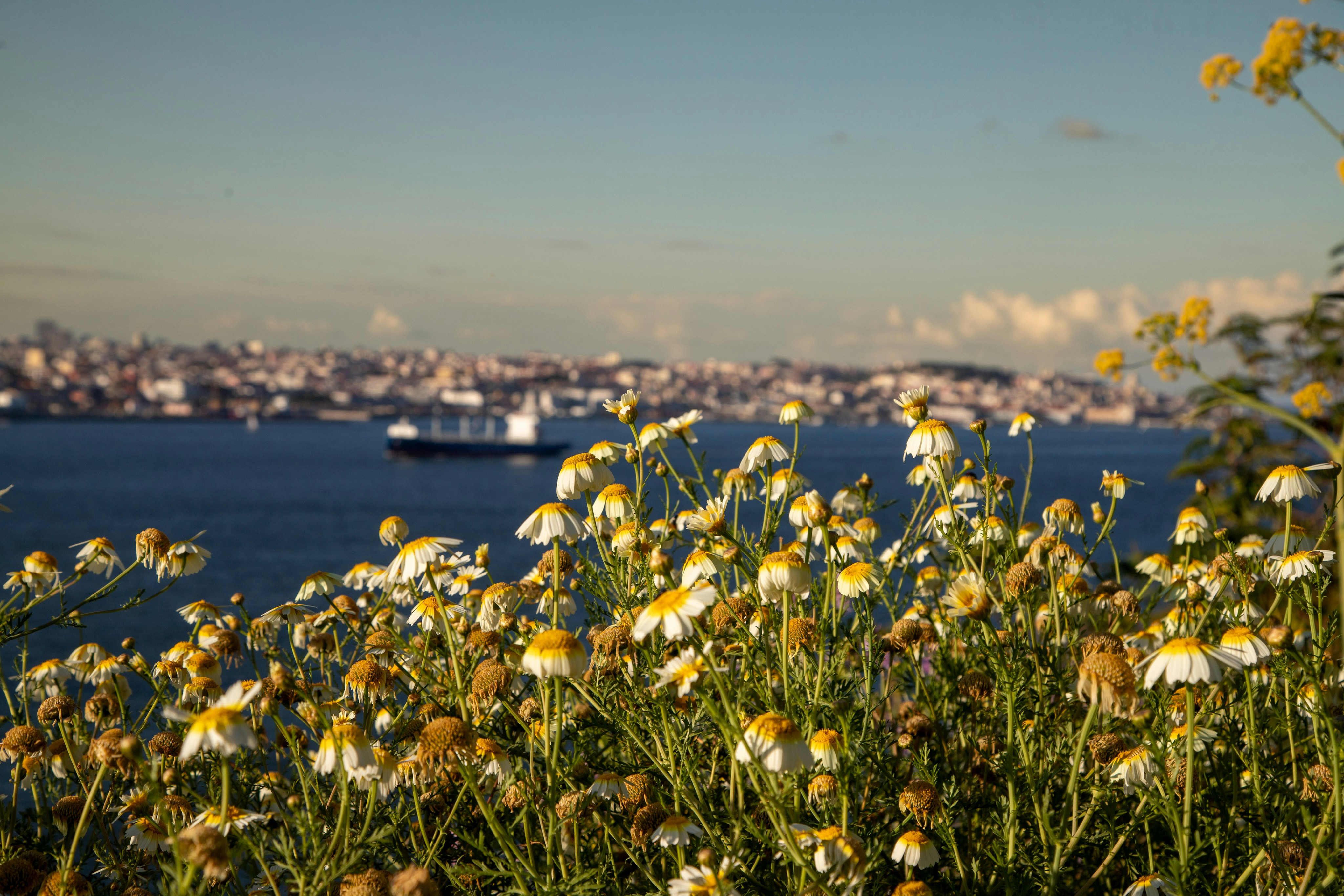 Daisies by the Harbor: A Sunlit Field Framing a Distant Vessel