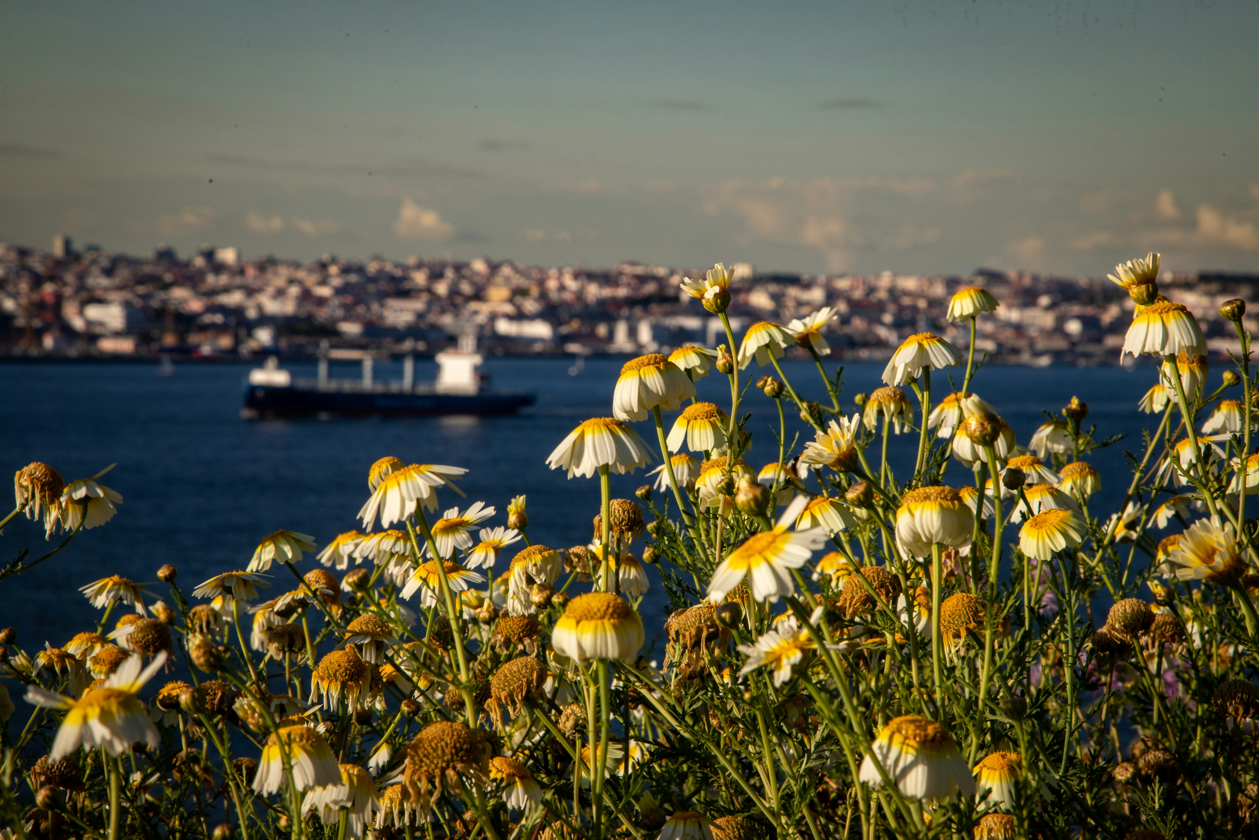 Daisy Sea Breeze: Wildflowers Framing a Coastal City