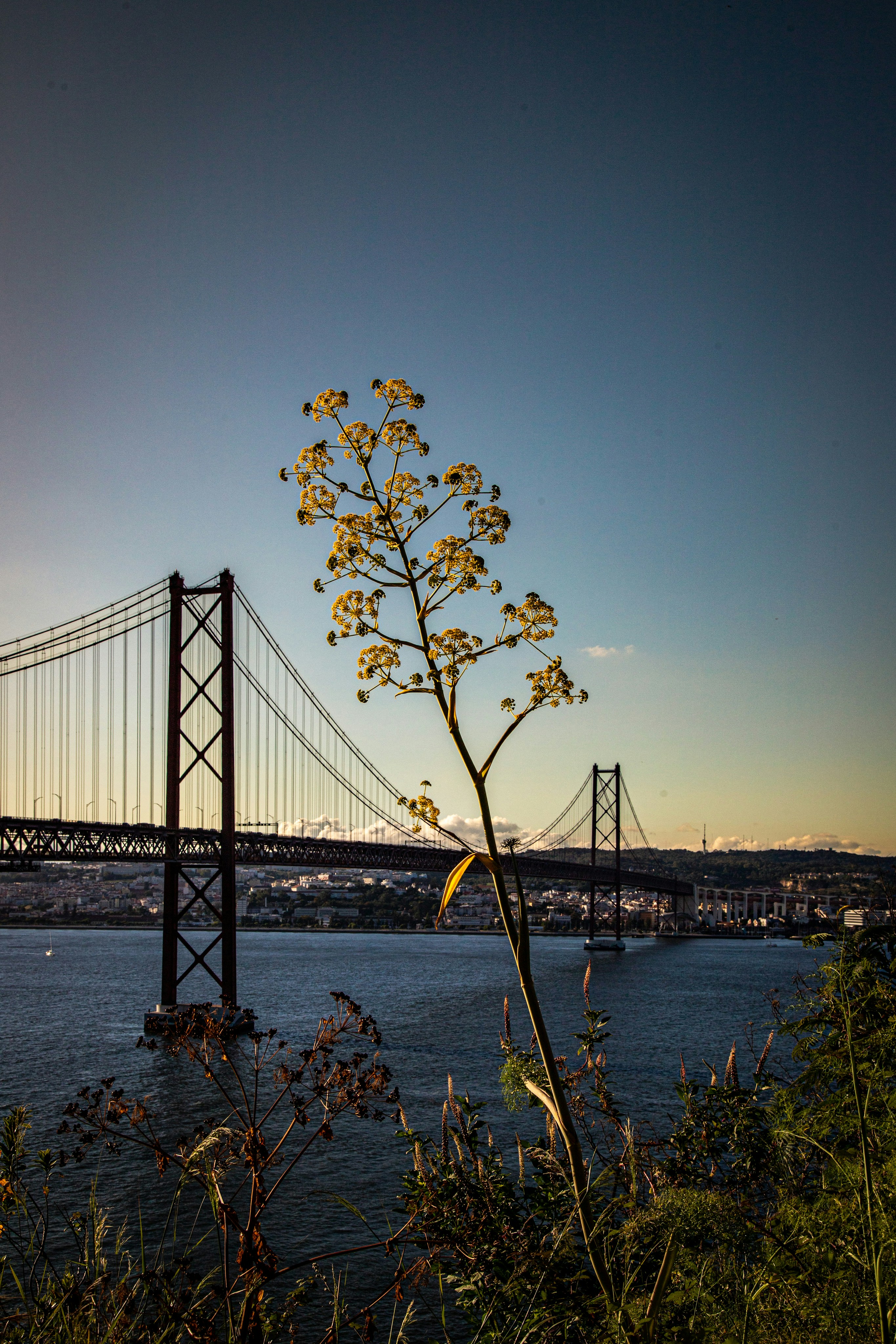 Tide and Tendrils: A Coastal Span Framed by Wildflower