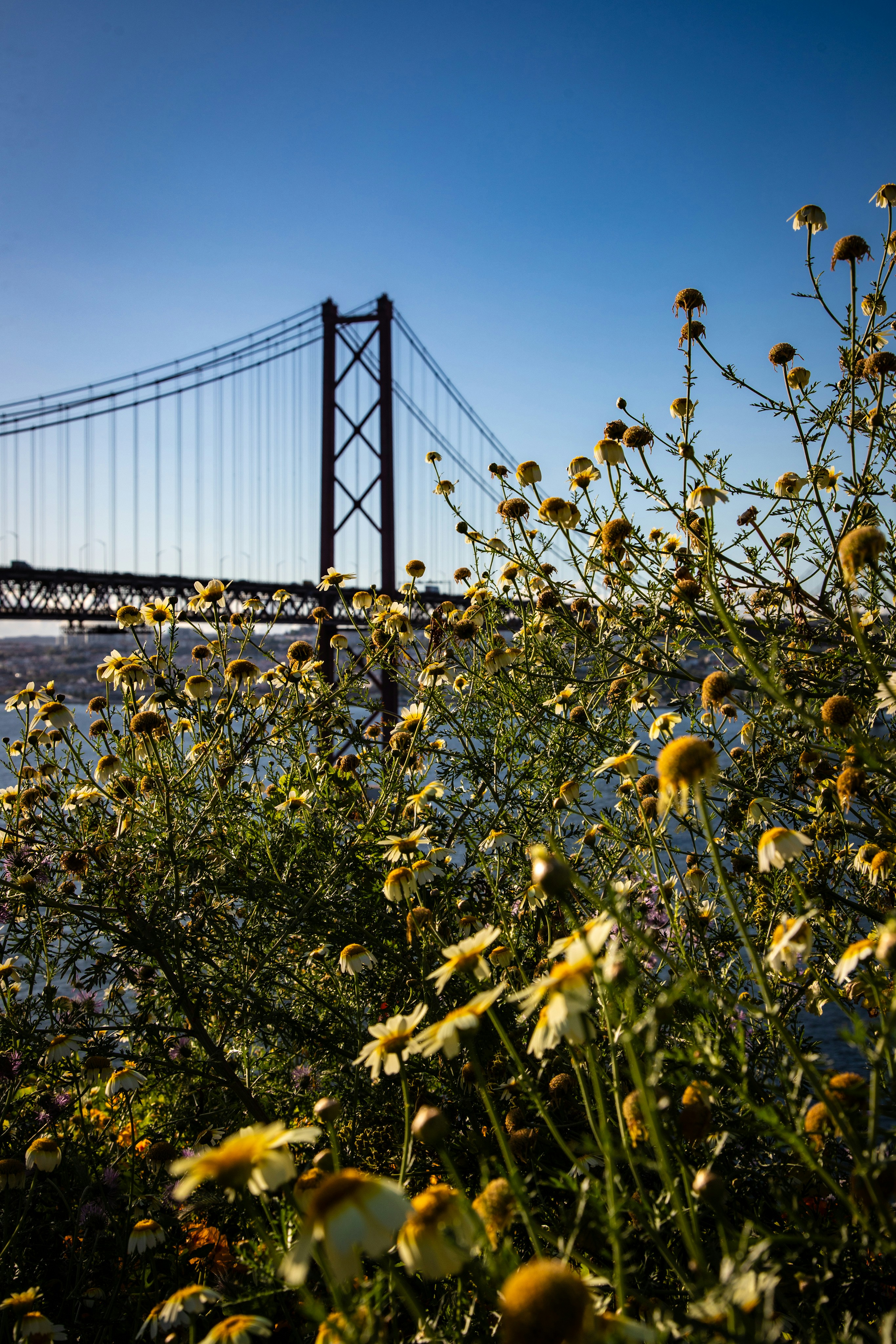 Golden Field Framing a Sea-Bridge