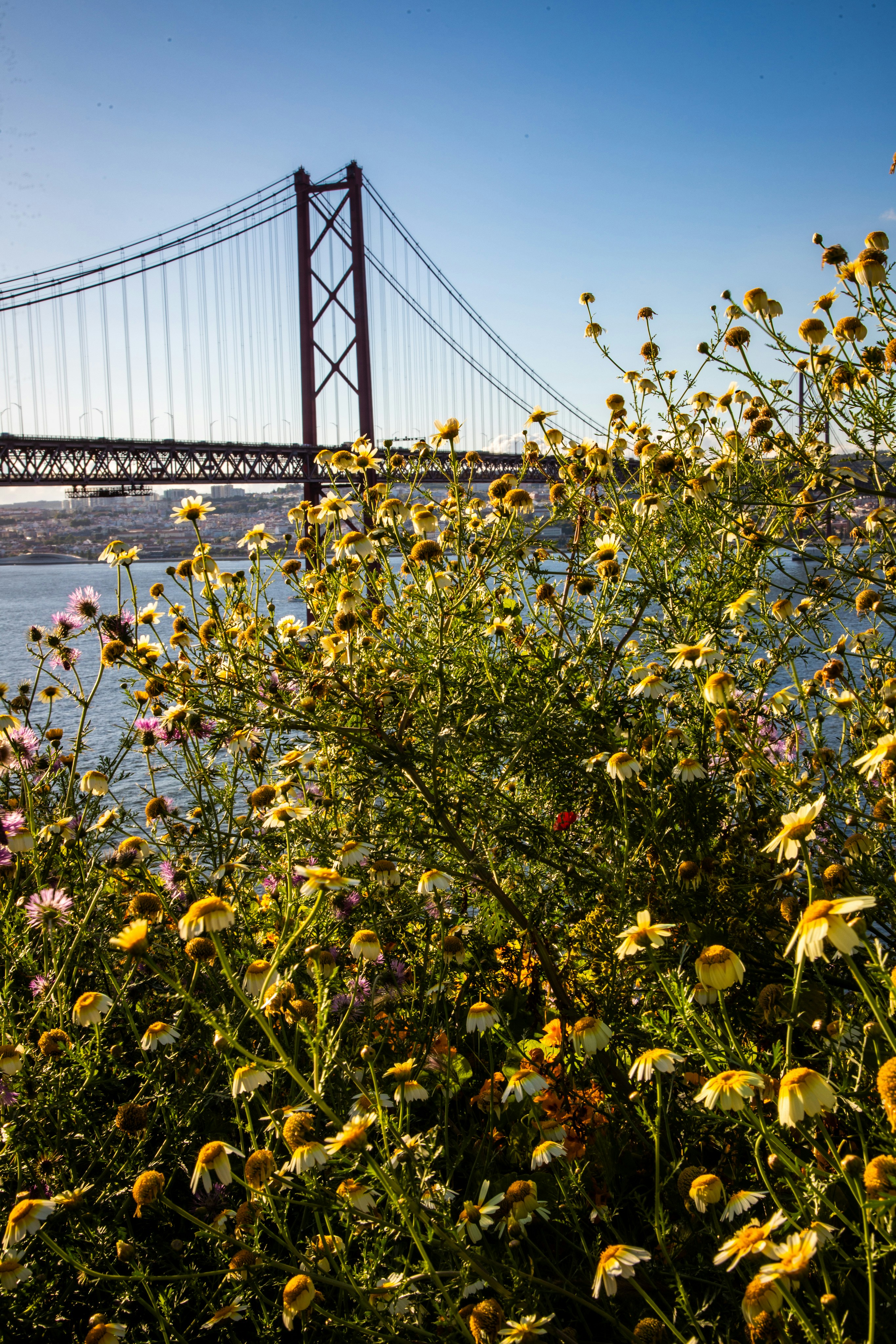 Golden Field in Front of the Bridge