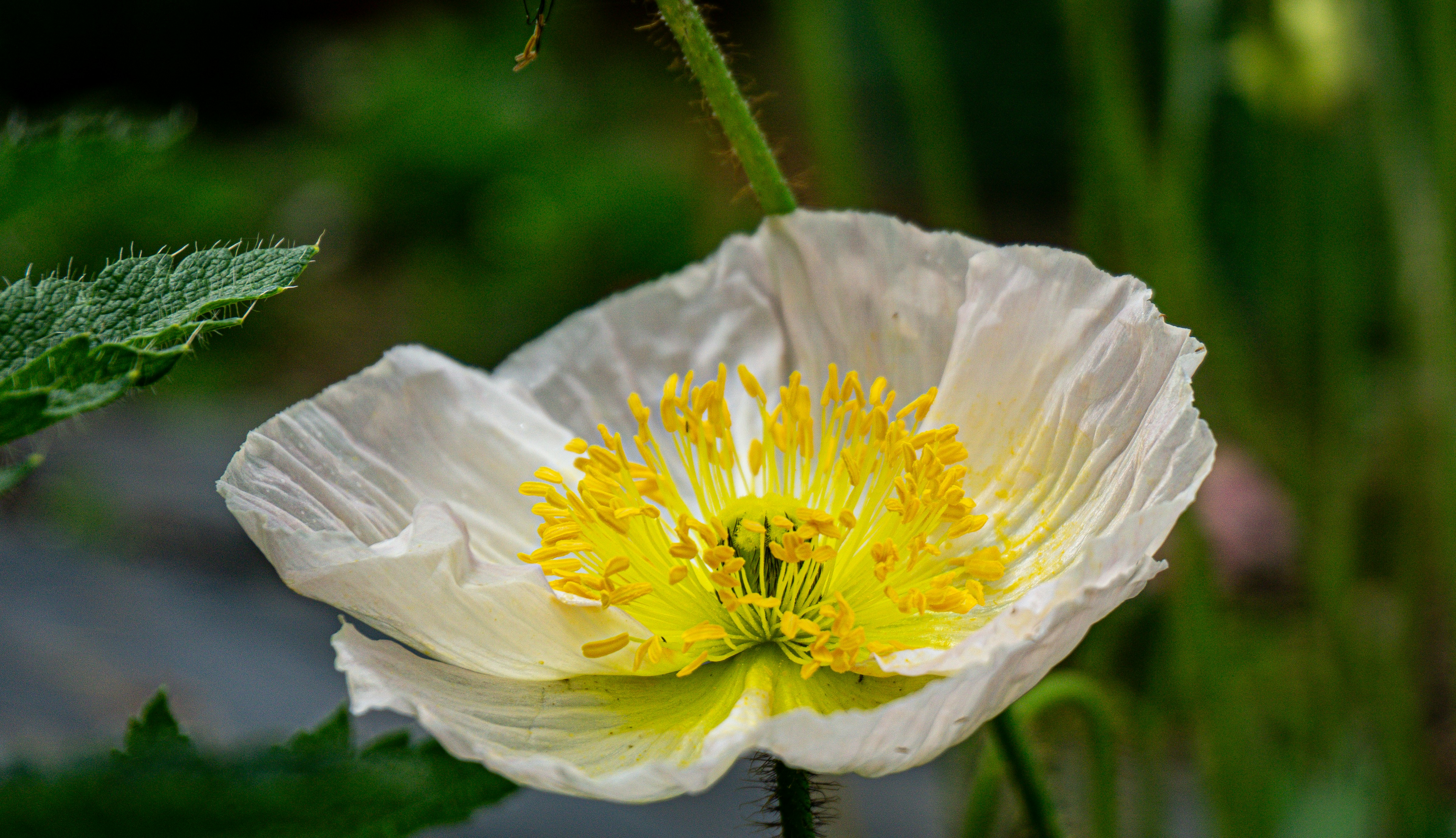 White Pop in Full Bloom: Golden Center Sparks Against Green Blur